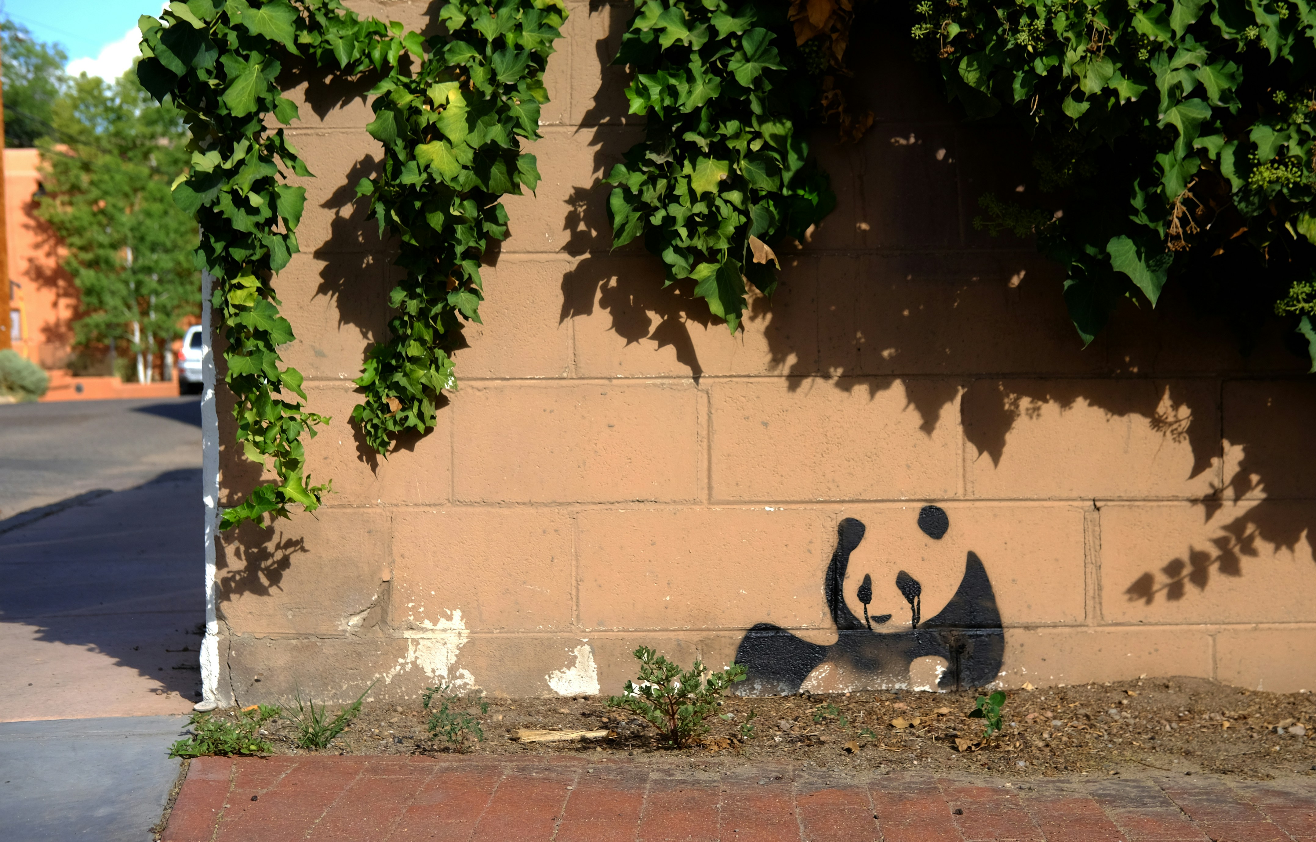 Panda Graffiti: Ivy-Cloaked Wall Portrait in the Sun