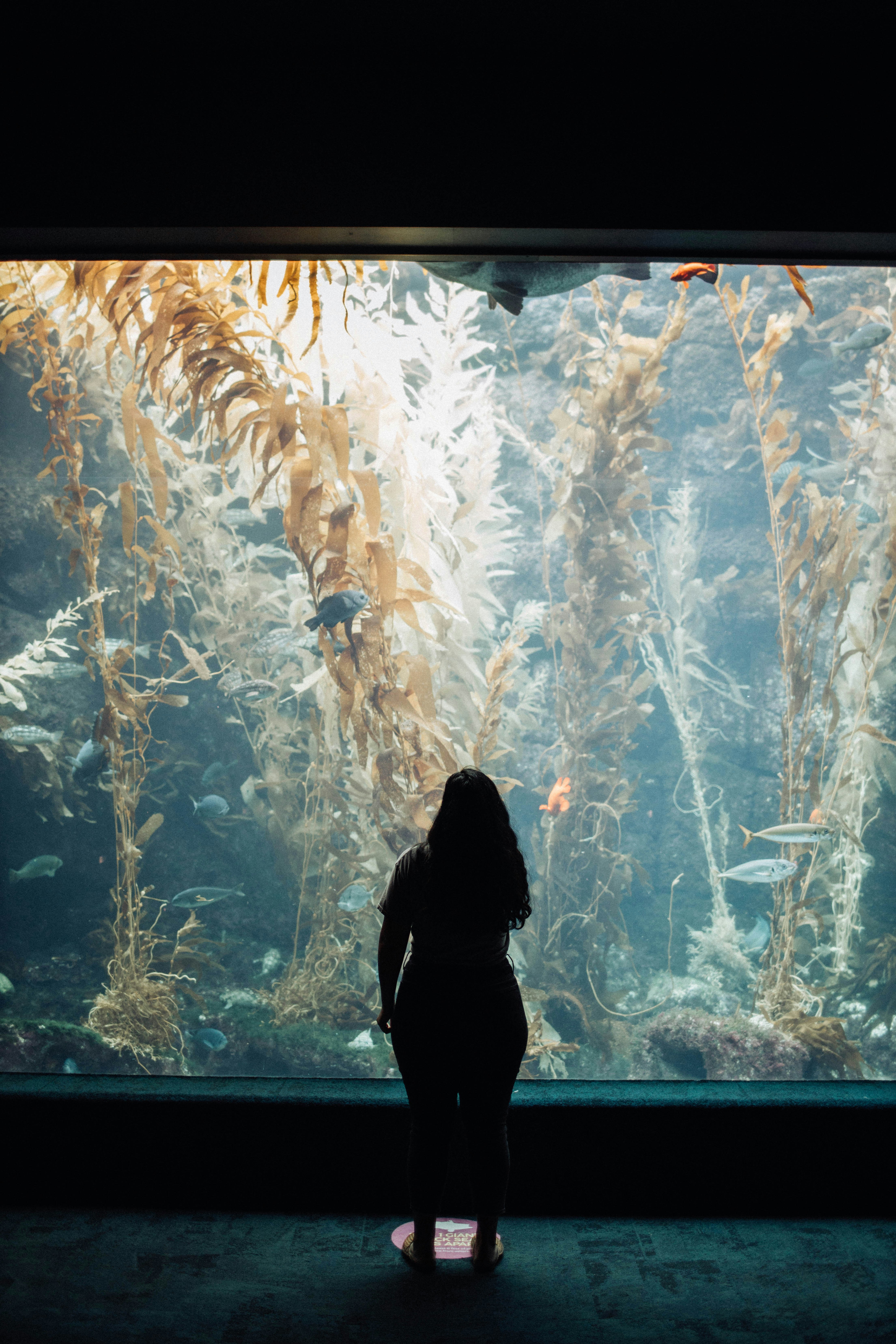 Silhouette of a person gazing at a vibrant underwater scene filled with kelp and various fish species. The aquarium provides a glimpse into a serene aquatic ecosystem.