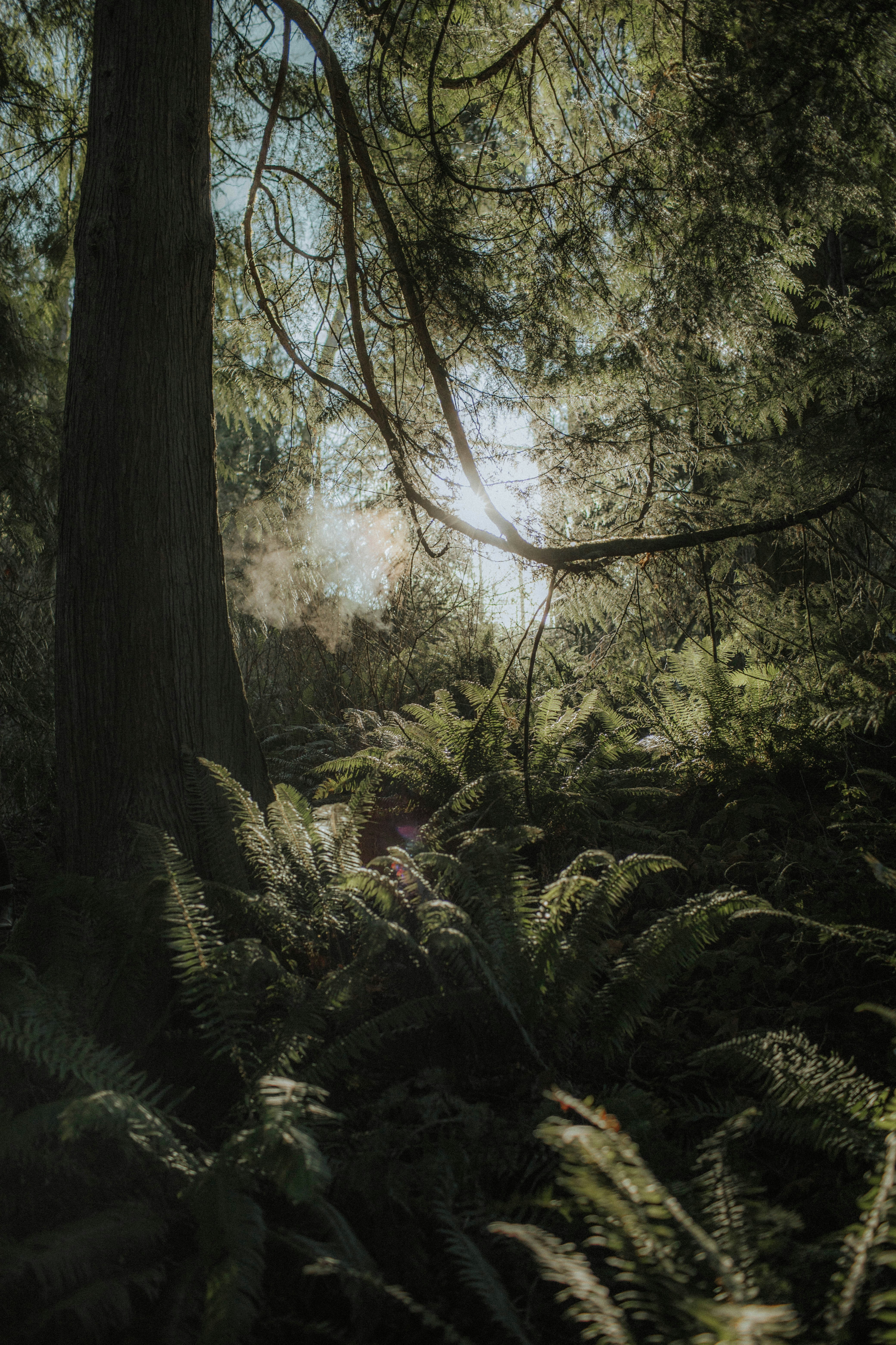 Sunlight filters through a dense forest, illuminating ferns and tree trunks in a serene woodland setting.