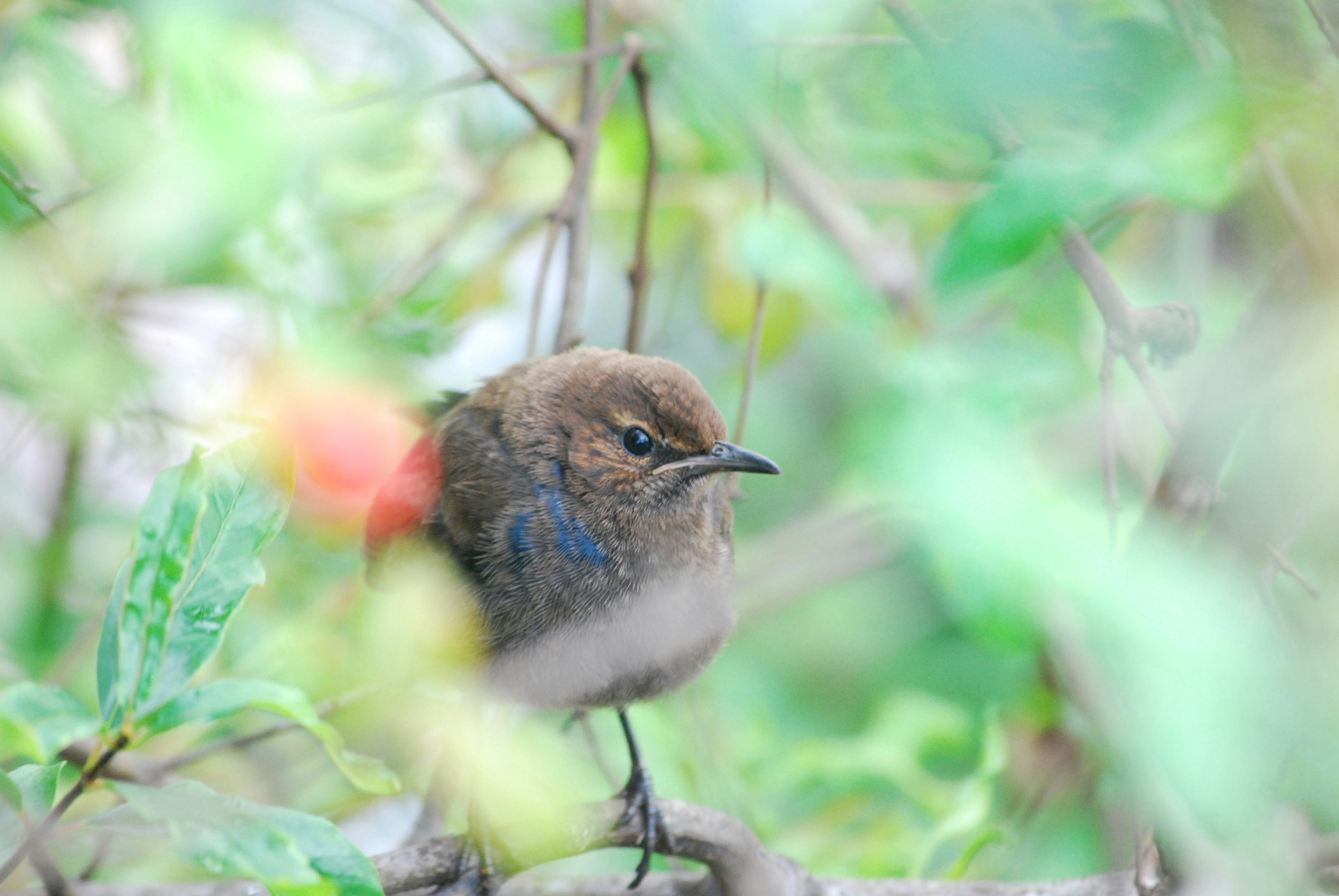 Blue-throated Perch in a Veil of Spring Green