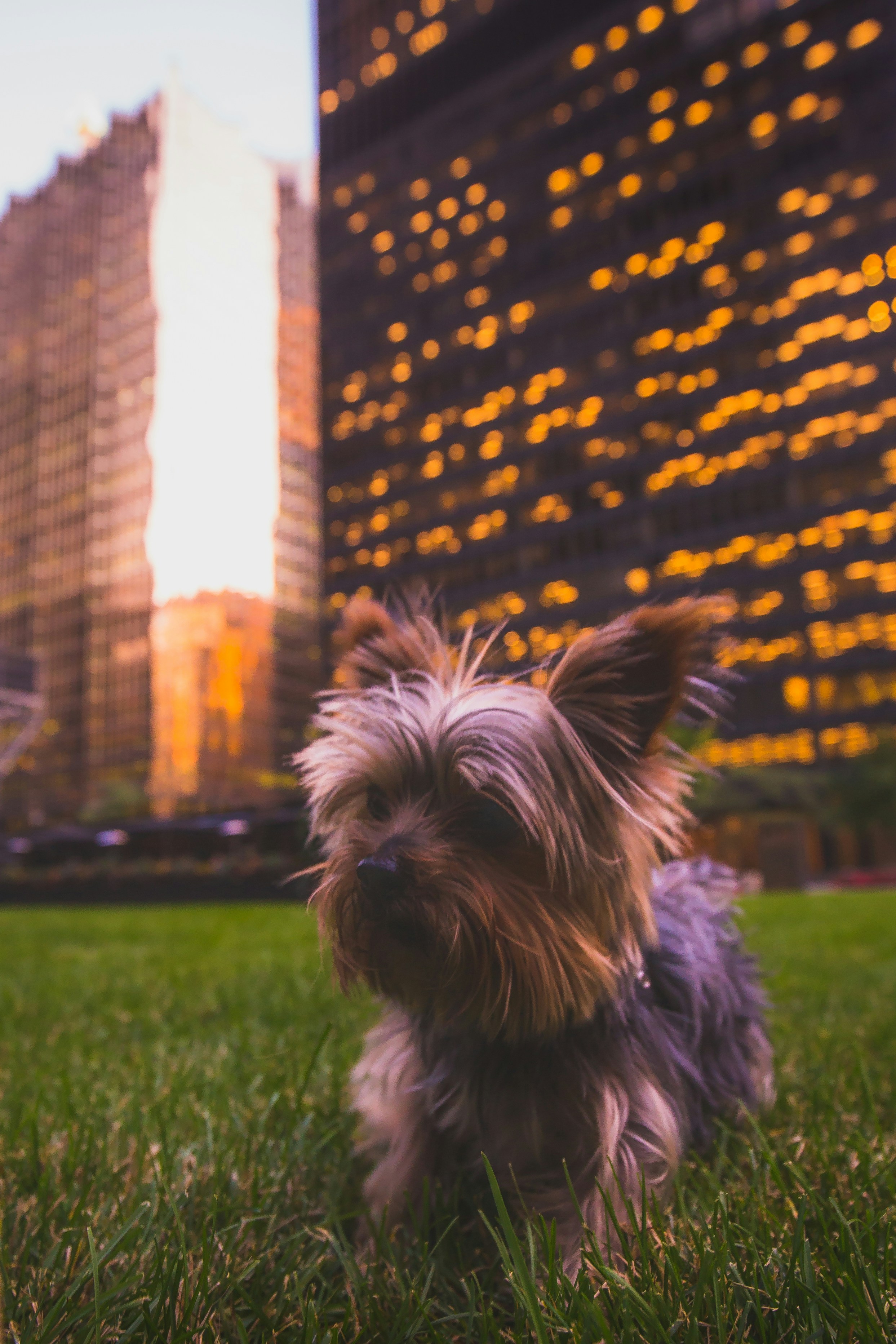 A Yorkshire Terrier rests on lush grass with towering city skyscrapers glowing in the background during twilight.