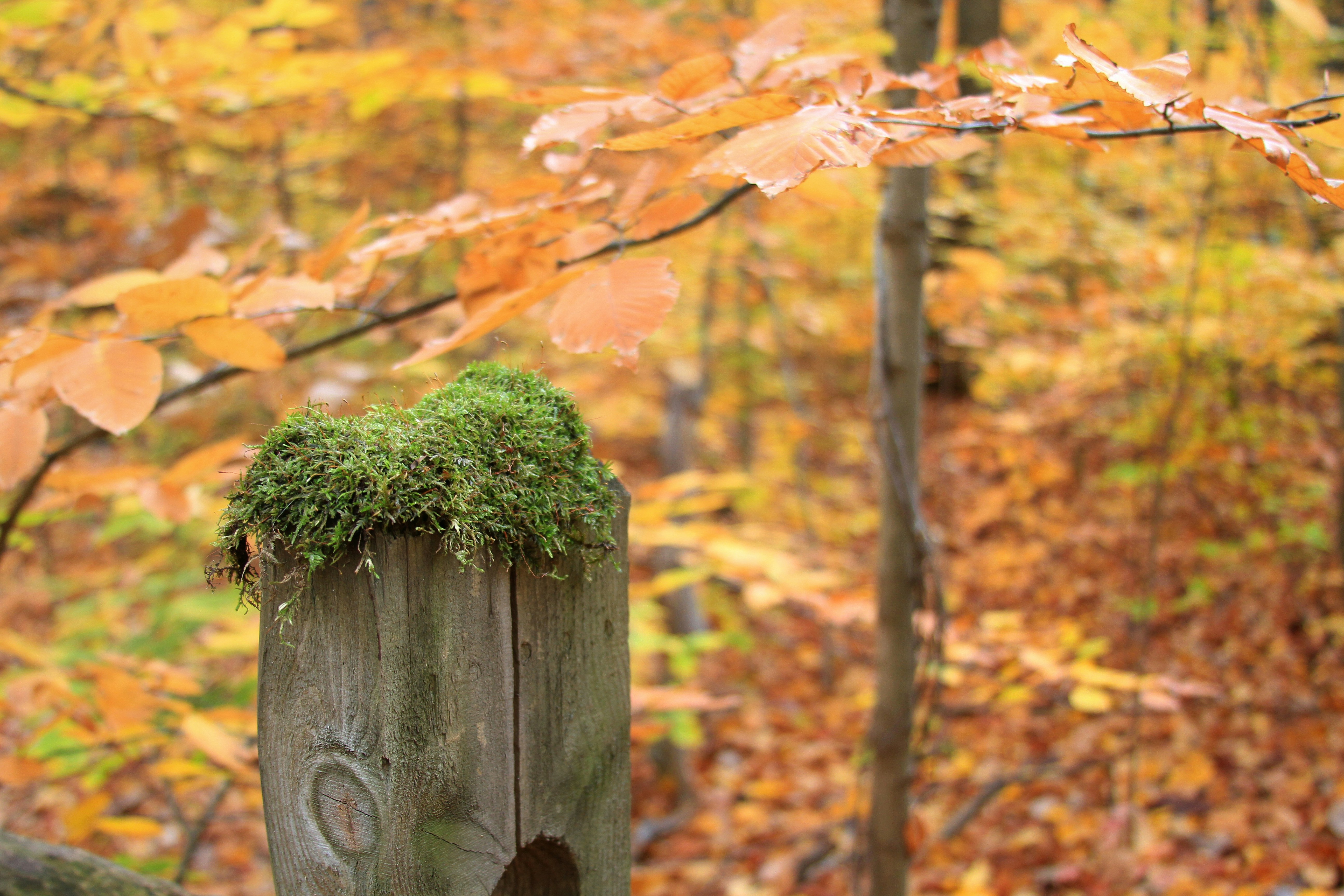 Moss-Crowned Post in an Autumn Forest Clearing