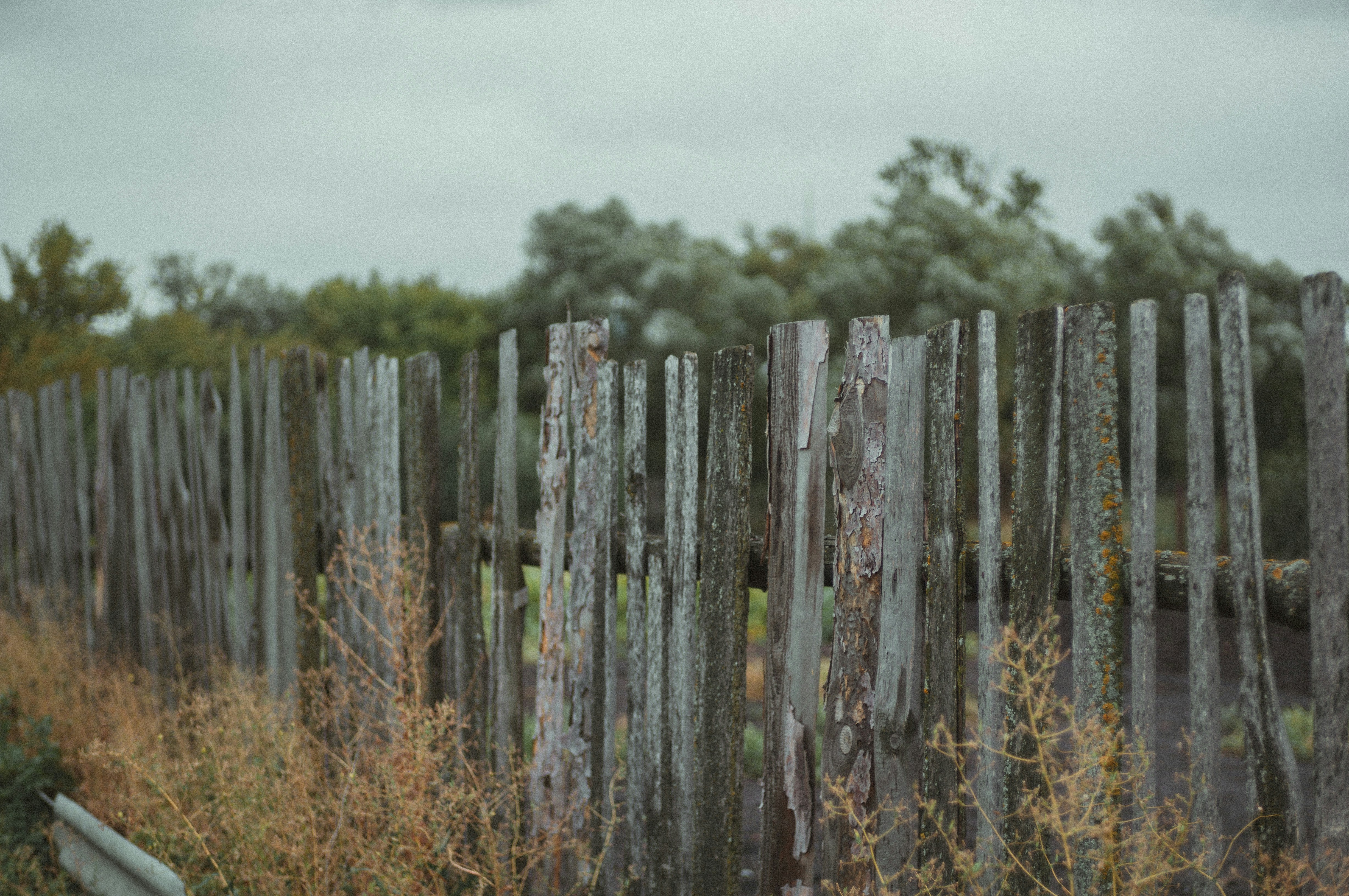 A rustic wooden fence stands resilient amidst overgrown vegetation, embodying the passage of time and nature's reclaiming touch.