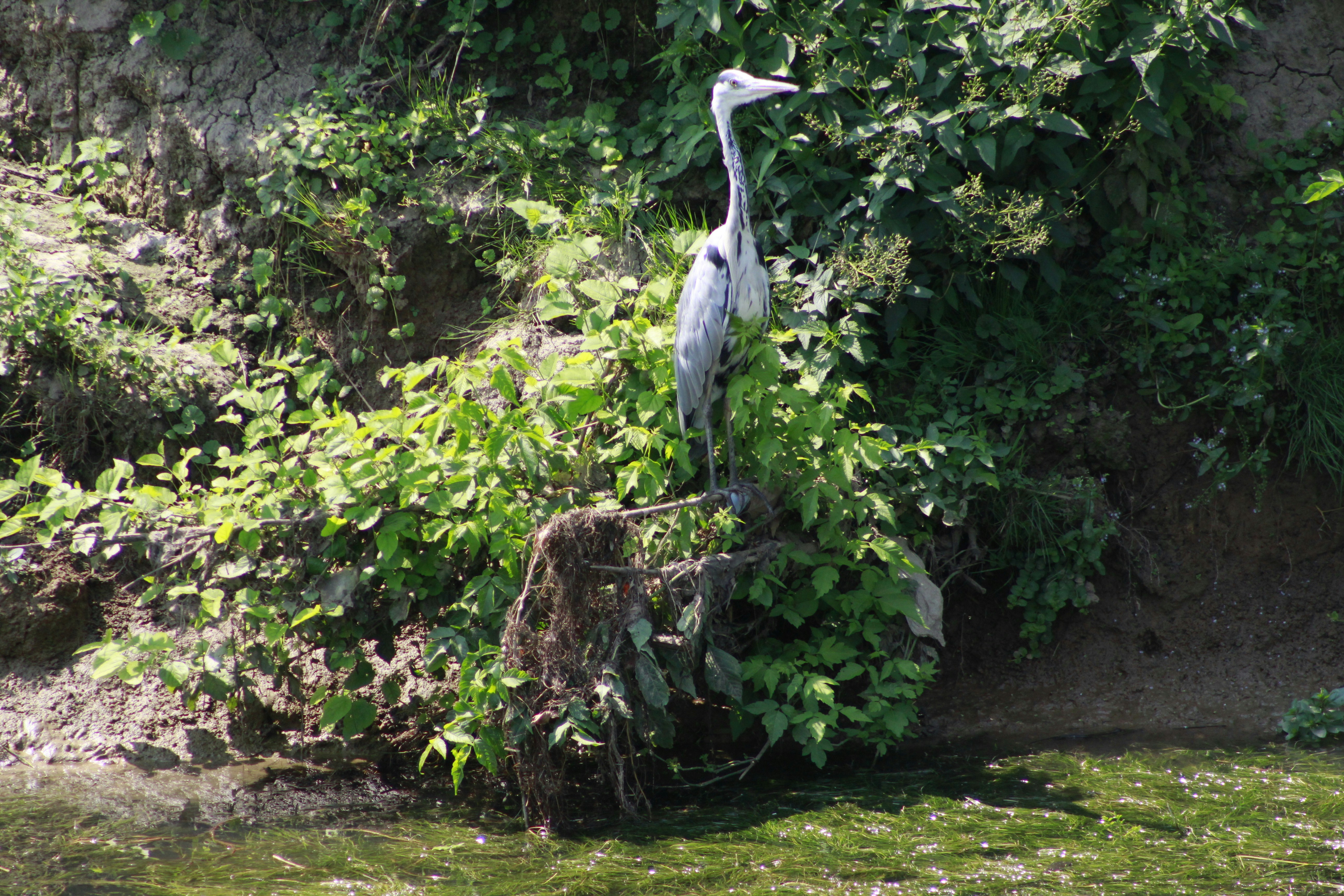 A graceful heron stands poised on a mossy outcrop, surrounded by lush greenery and reflecting waters.