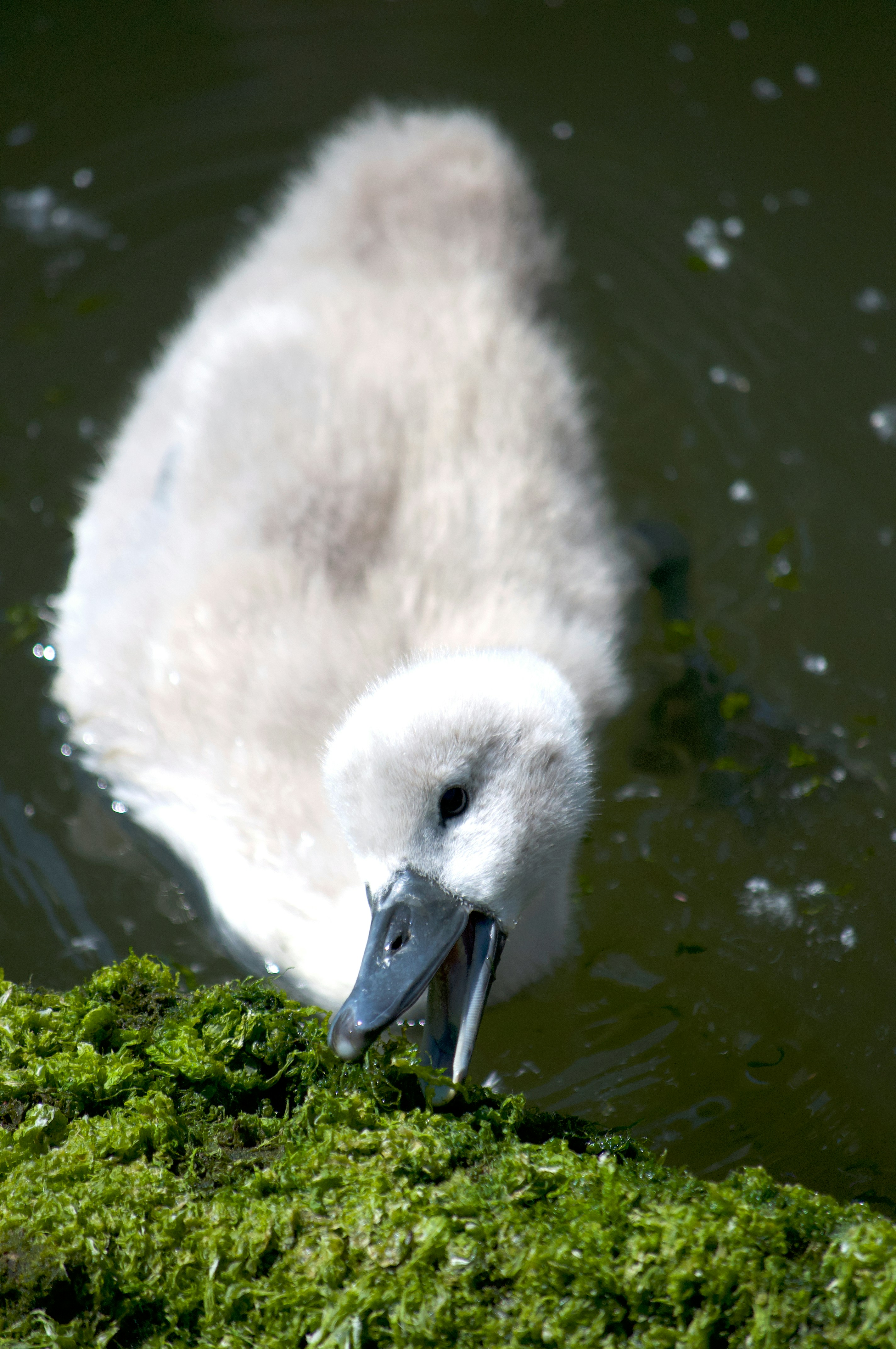 Cygnet at the Mossy Edge: a curious gaze over still water