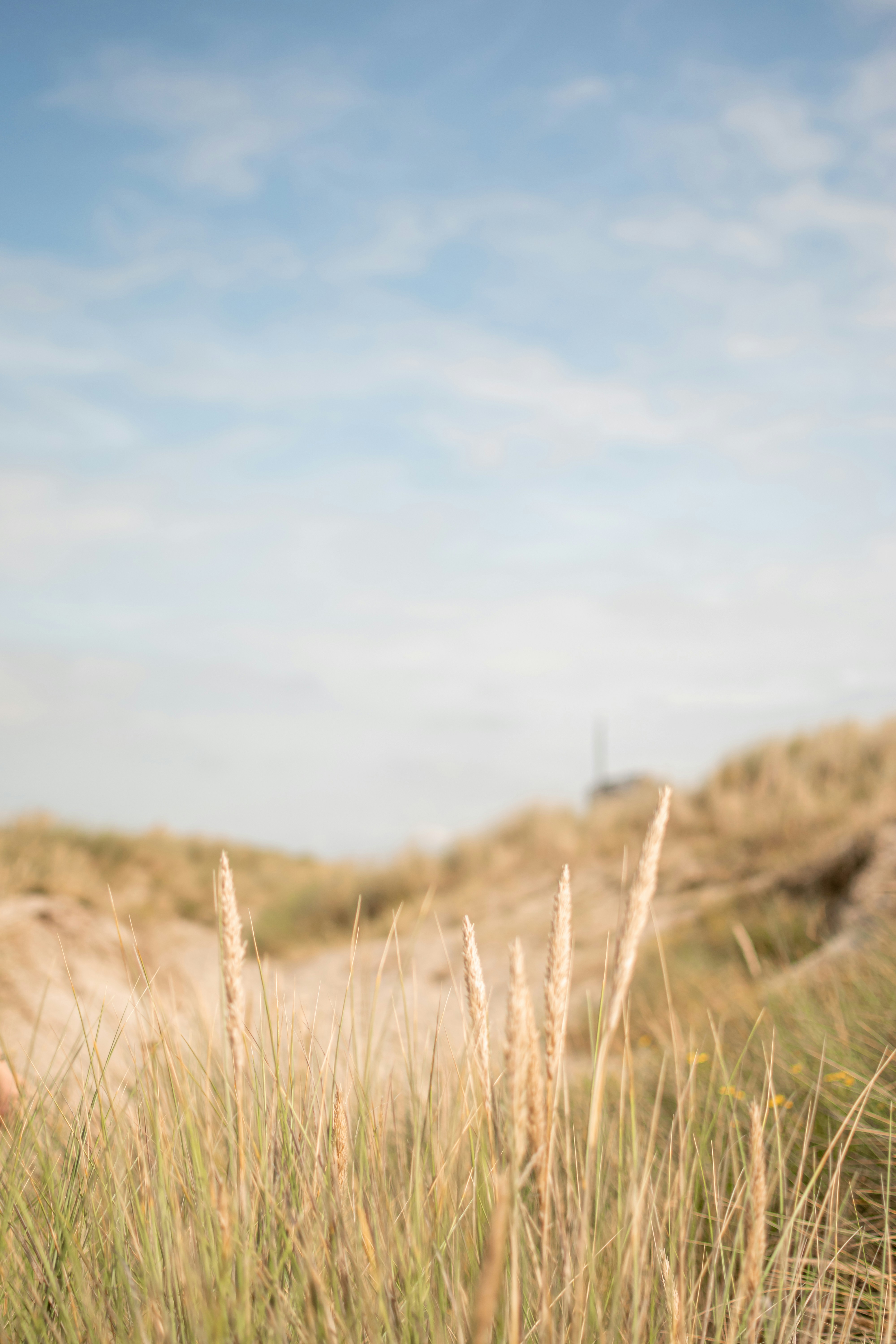 Golden grass swaying gently in the breeze against a backdrop of soft blue skies and distant dunes.