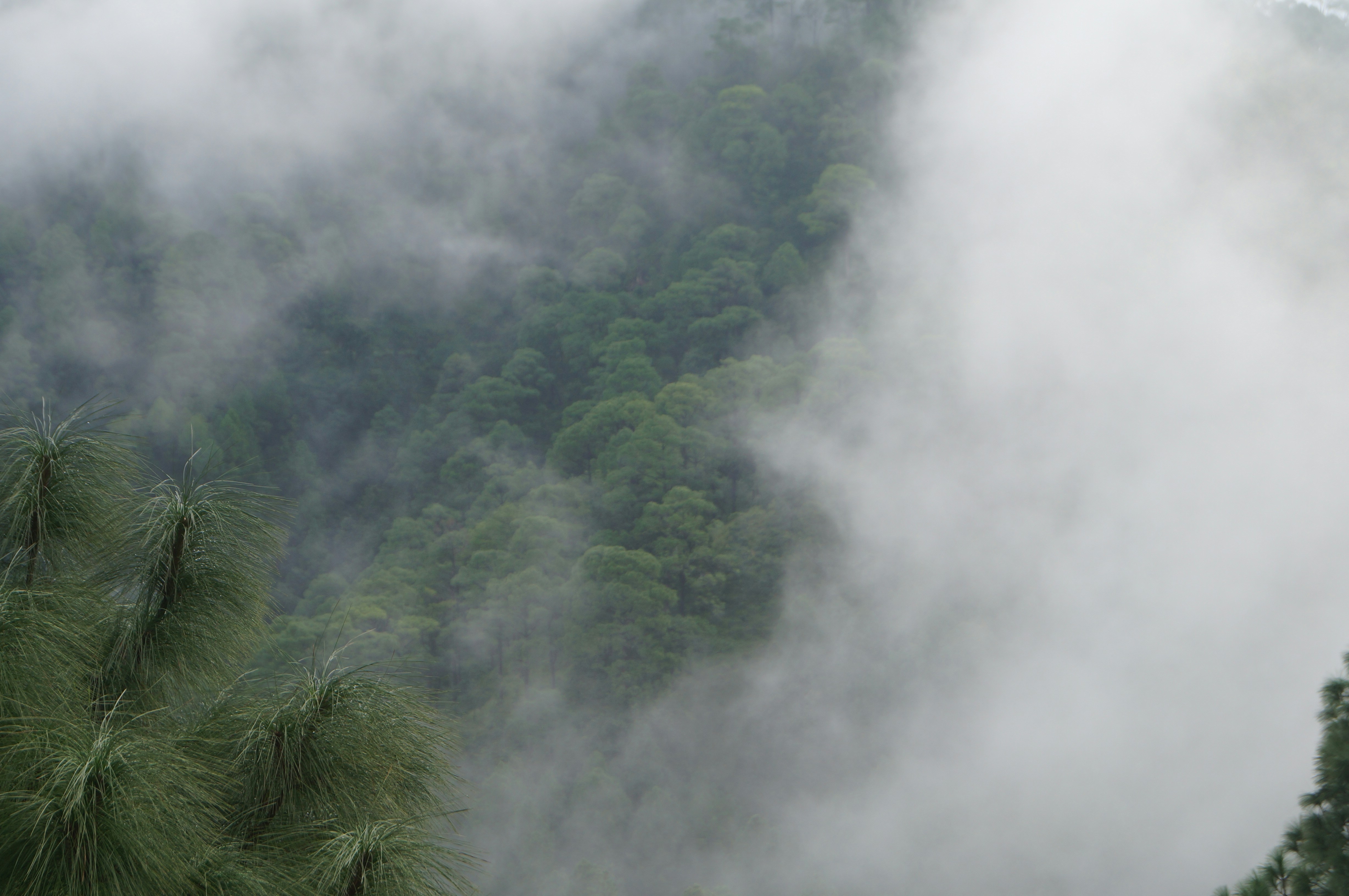 Fog envelops a lush mountain landscape with evergreen trees in the foreground.