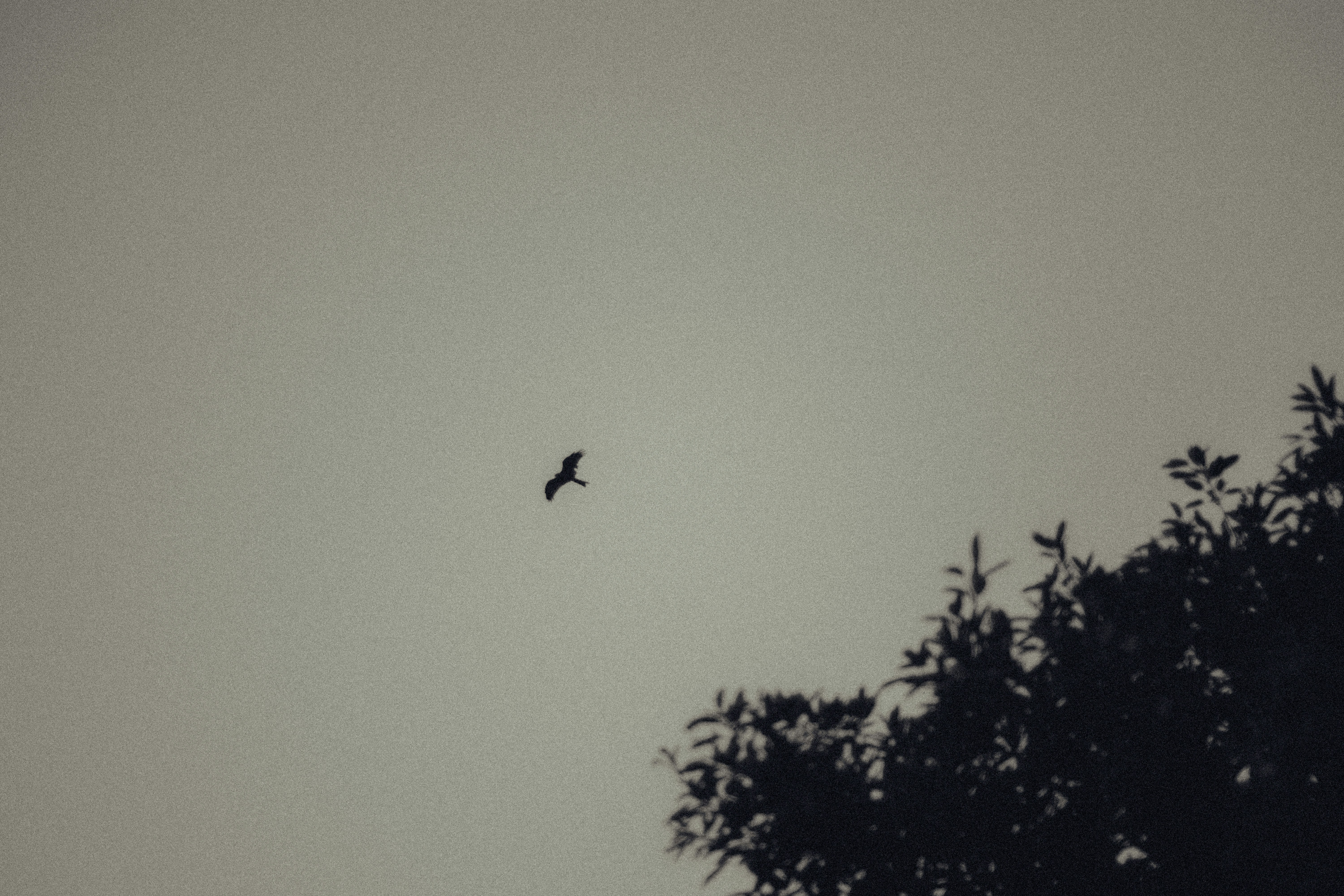 A bird gliding gracefully through a muted sky, silhouetted against the fading light, with treetops framing the scene.