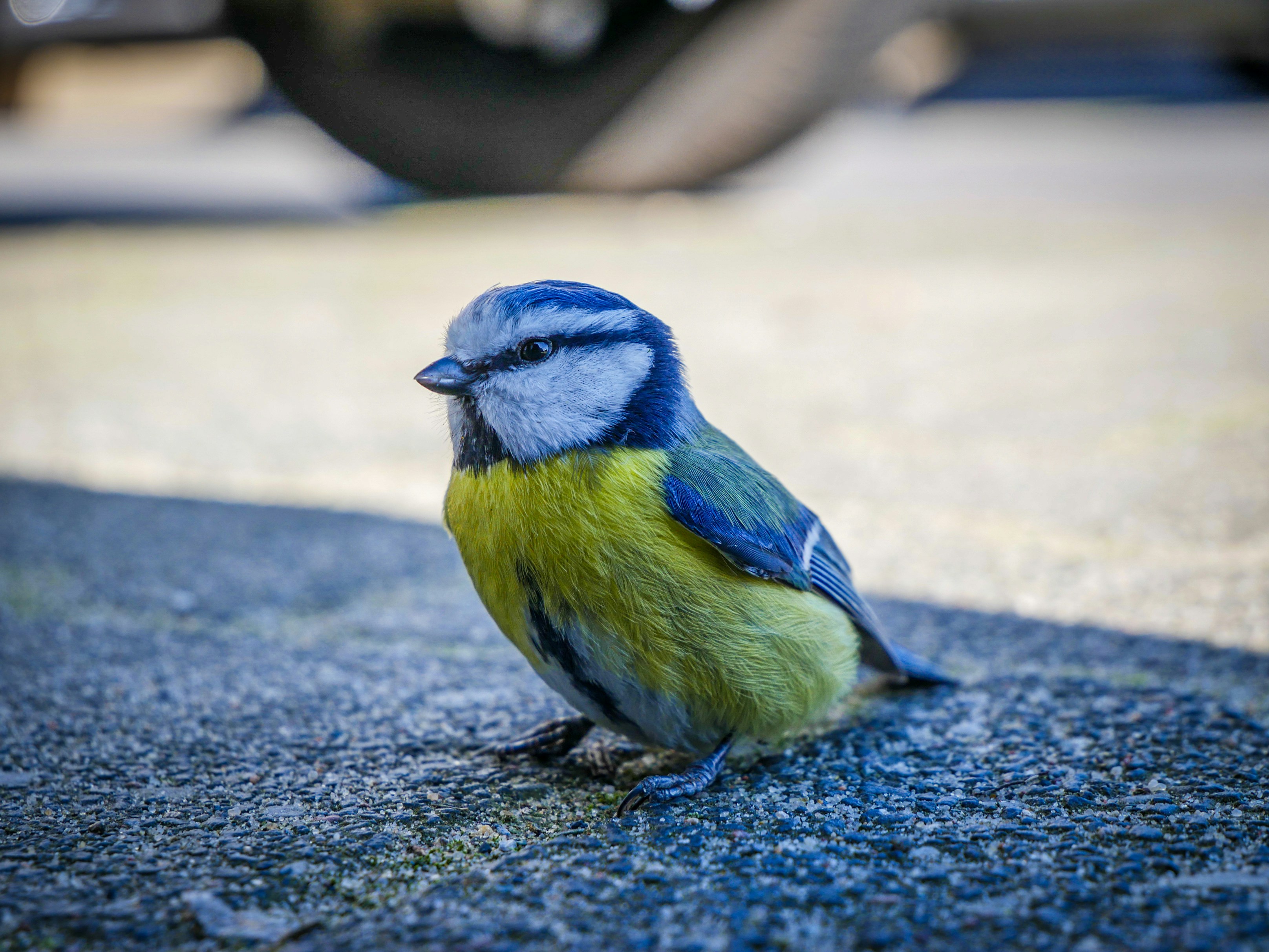 Blue tit perched on a textured surface, showcasing its vibrant plumage and inquisitive expression. The background blurs softly, emphasizing the bird's detail.