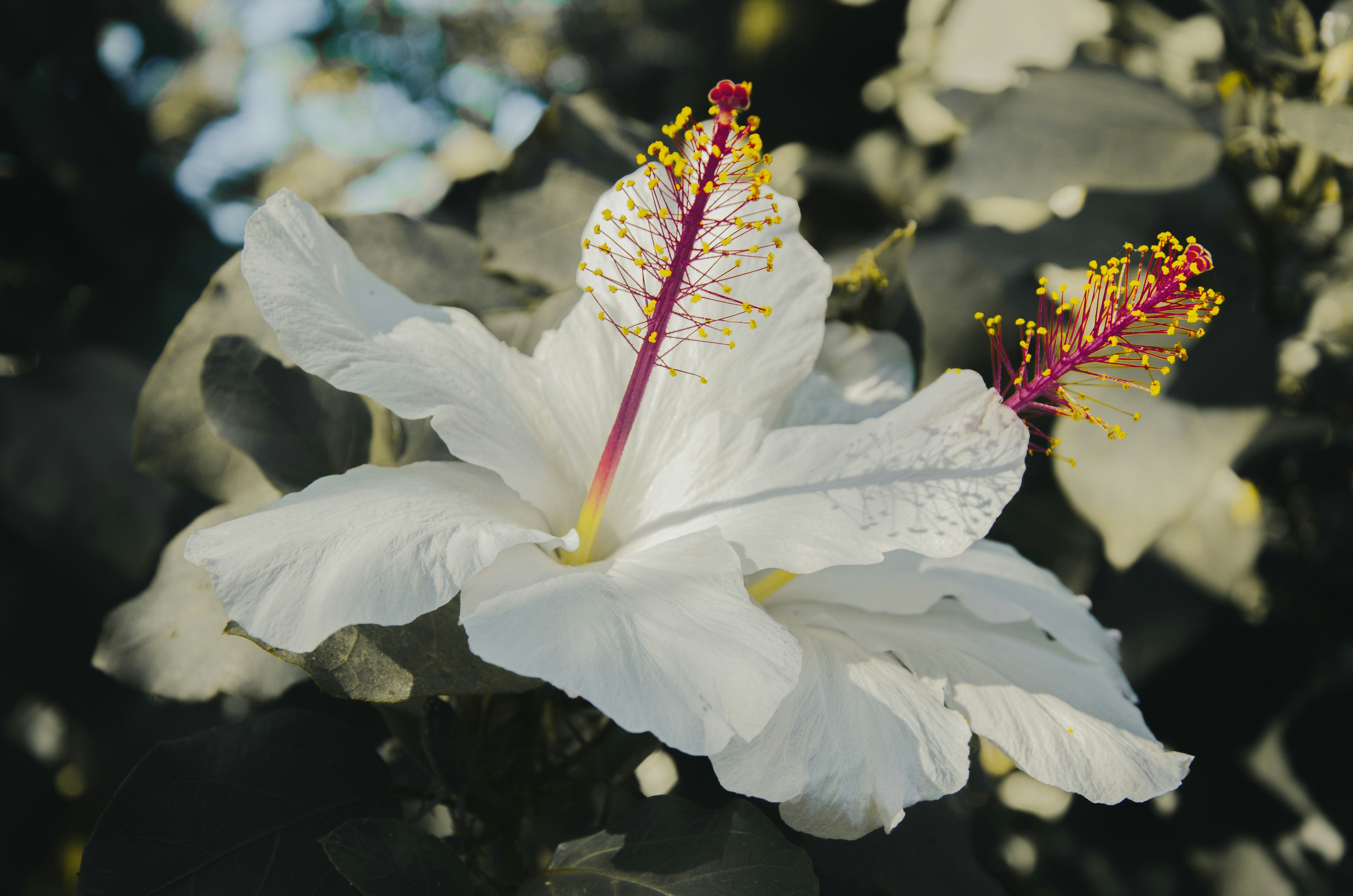 a white flower with yellow stamens and a red stamen