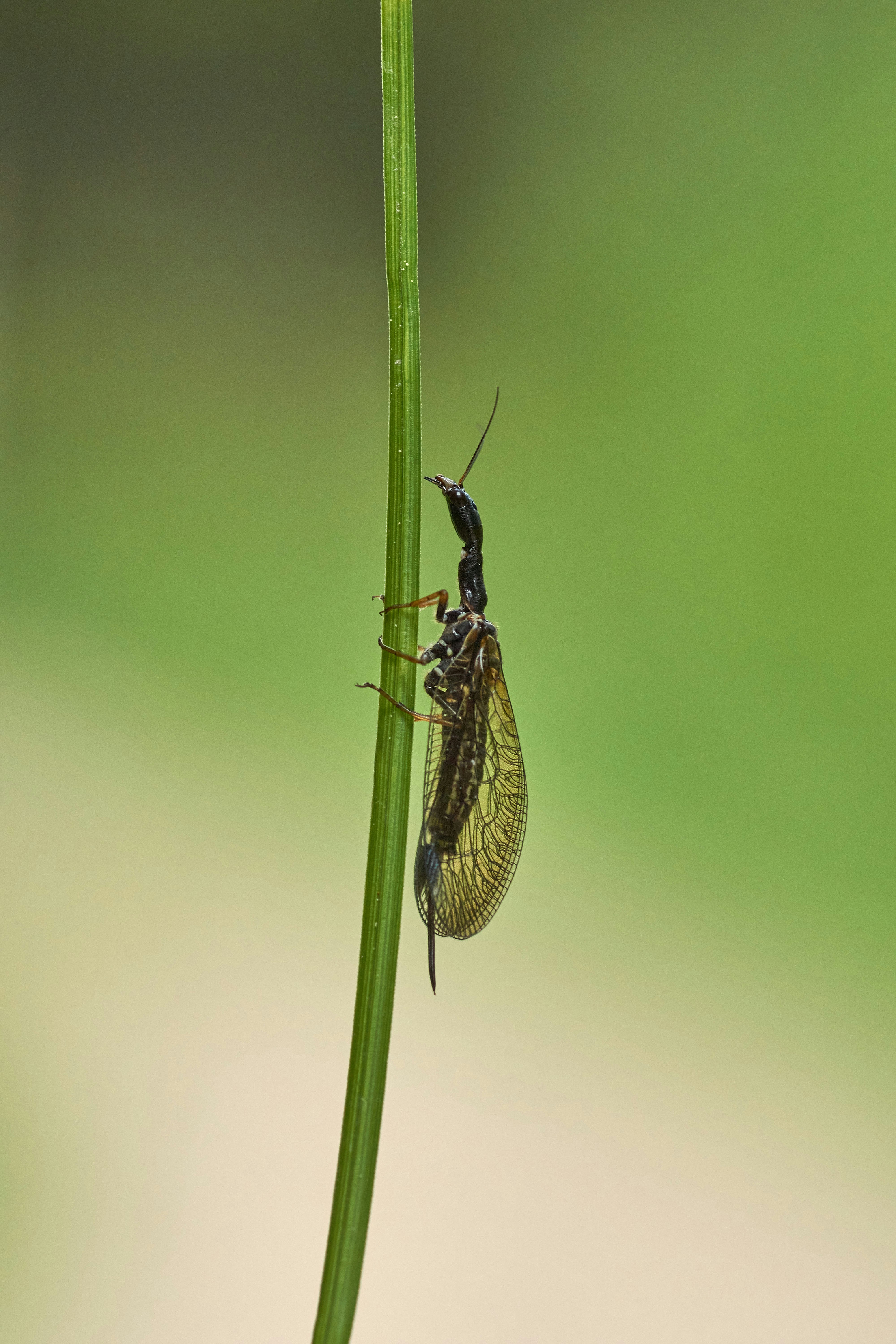 a couple of bugs sitting on top of a green plant