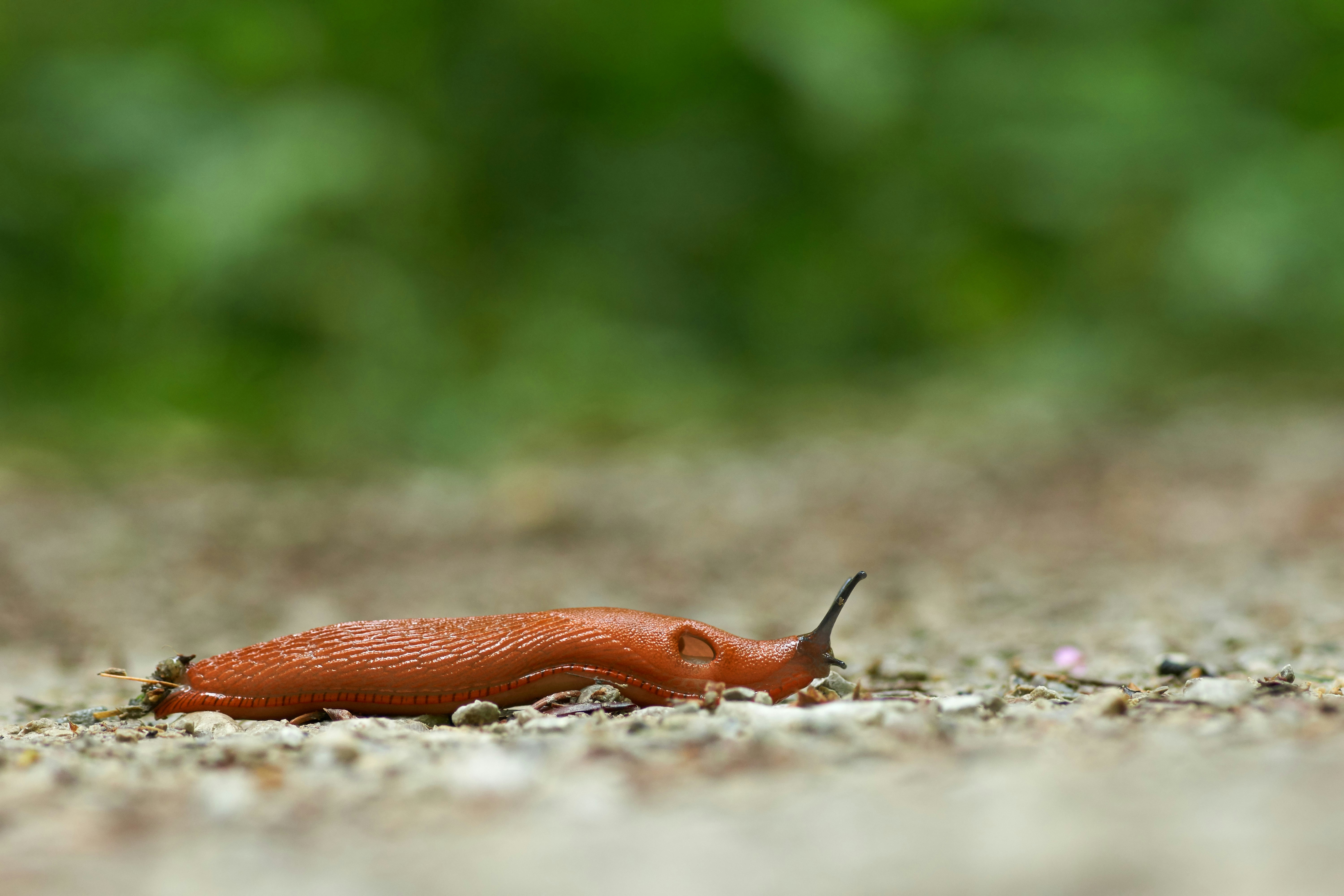 A slug crawling on the ground in the dirt photo – Free Invertebrate ...