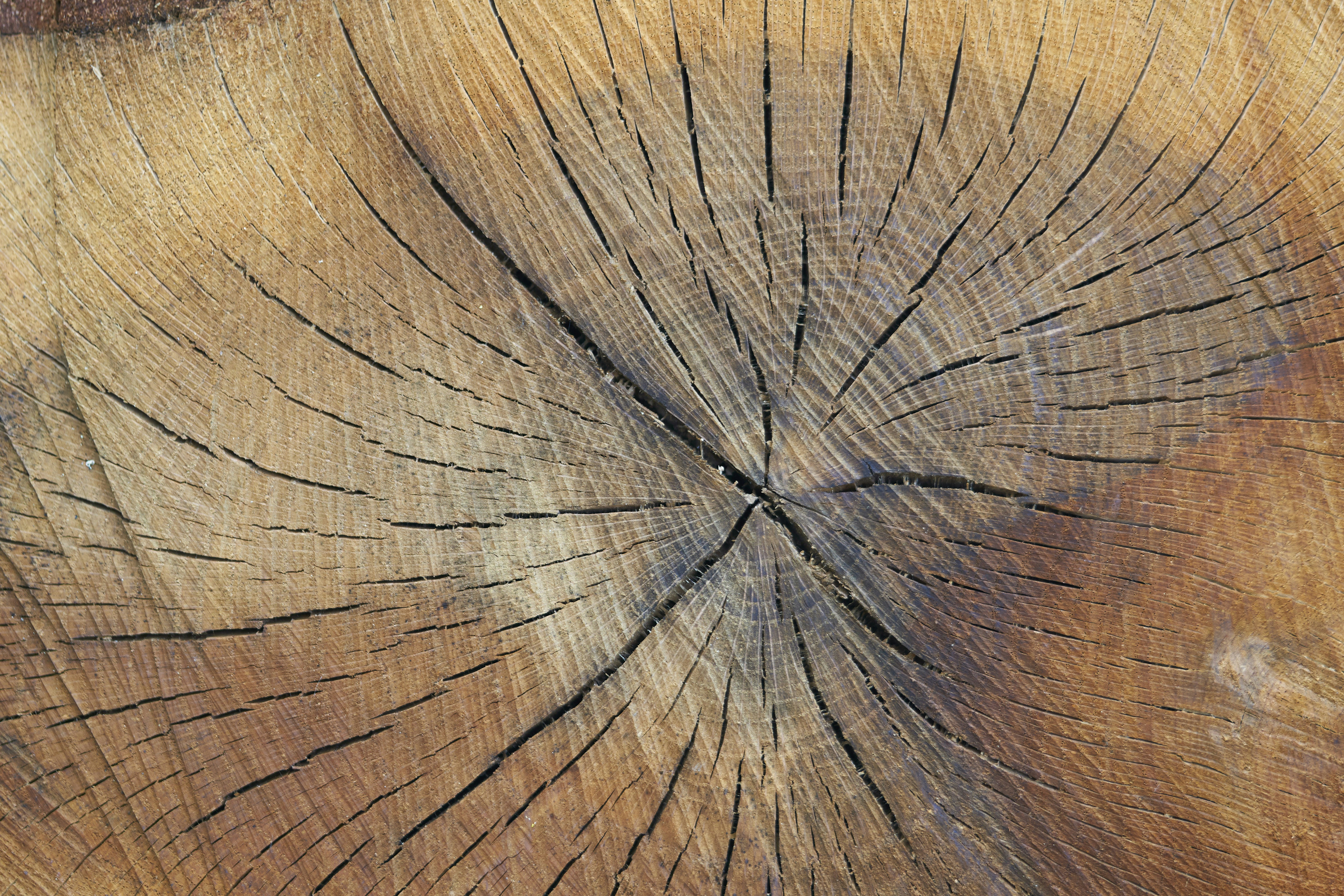 Centerline of Time: A Close-Up on Weathered Wood's Radial Cracks