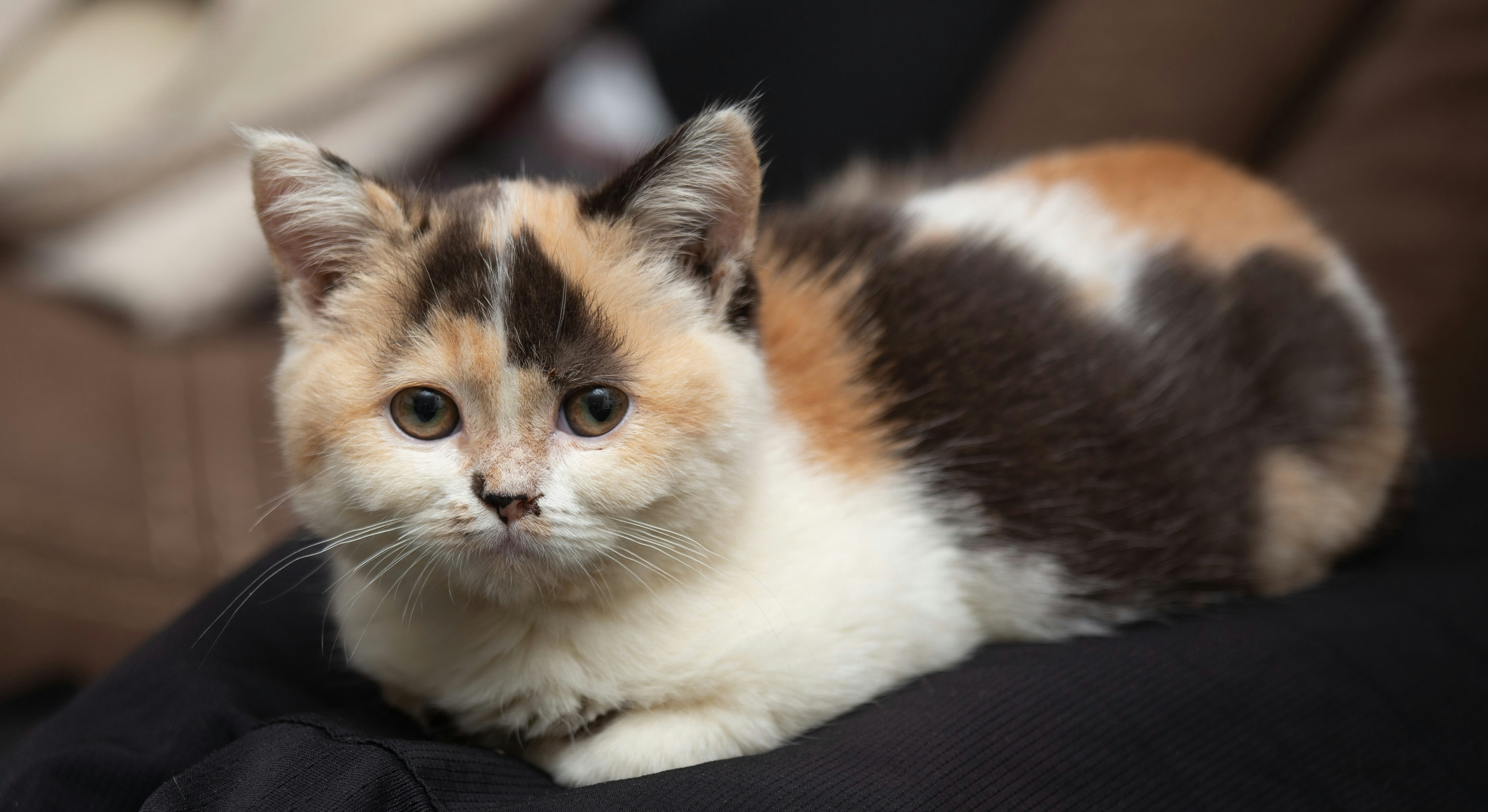 Whiskered Whimsy: A Moment of Feline Serenity
