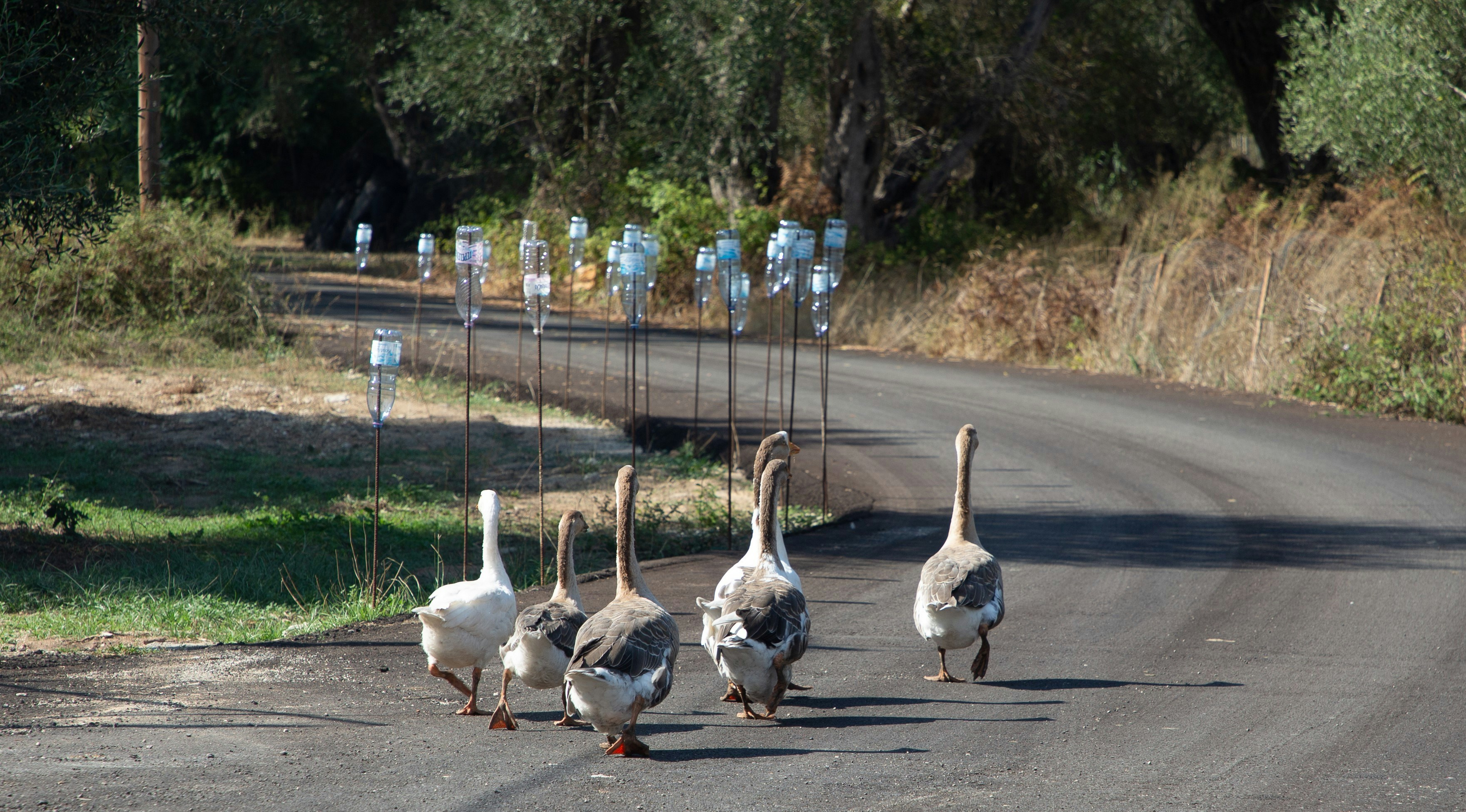 A group of geese walking down a road photo – Free Animal Image on Unsplash