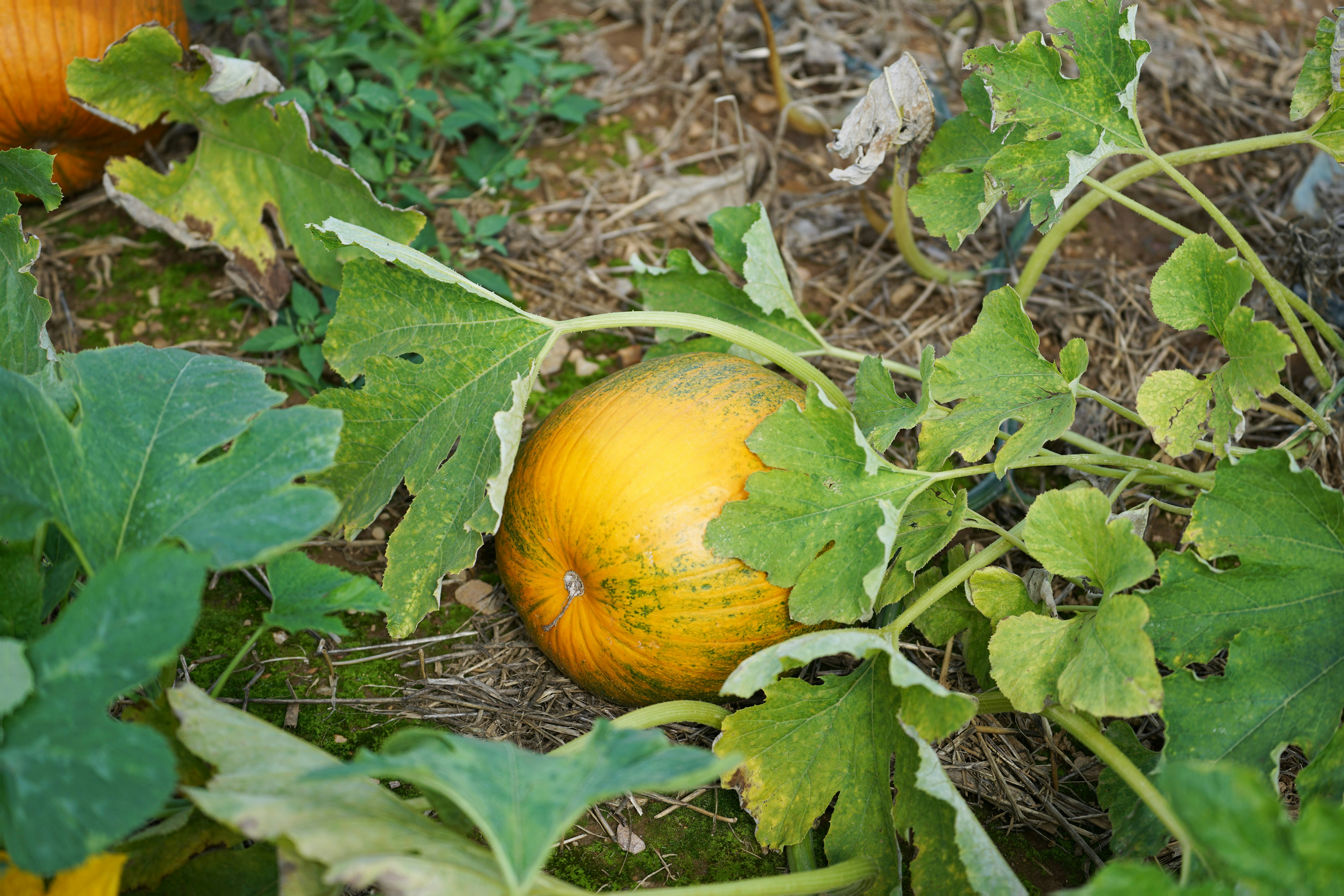 A vibrant pumpkin nestled among sprawling green leaves in a garden setting. The scene captures the essence of autumn's bounty.