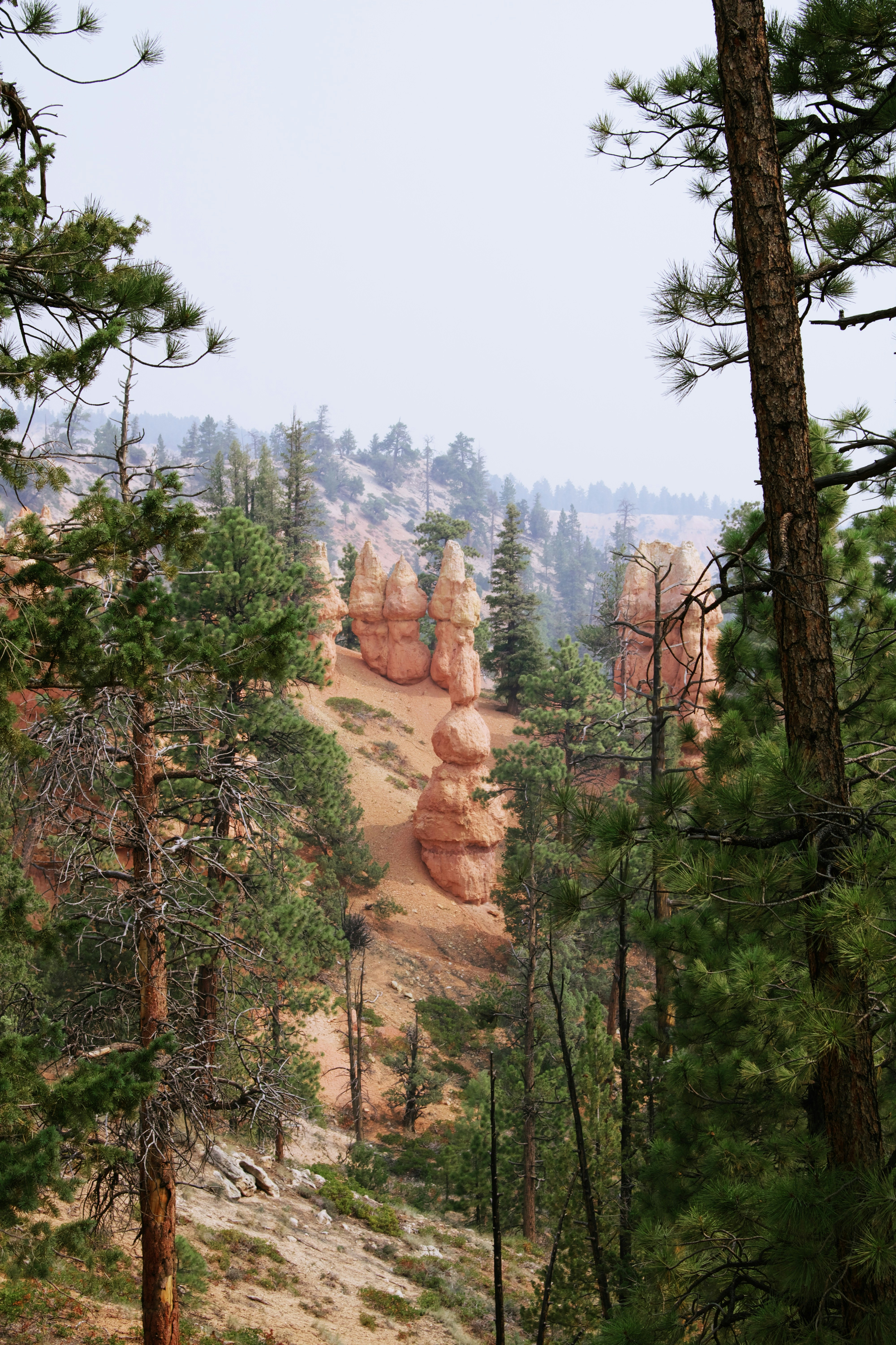 Tall pine trees framing unique red rock formations under a hazy sky.