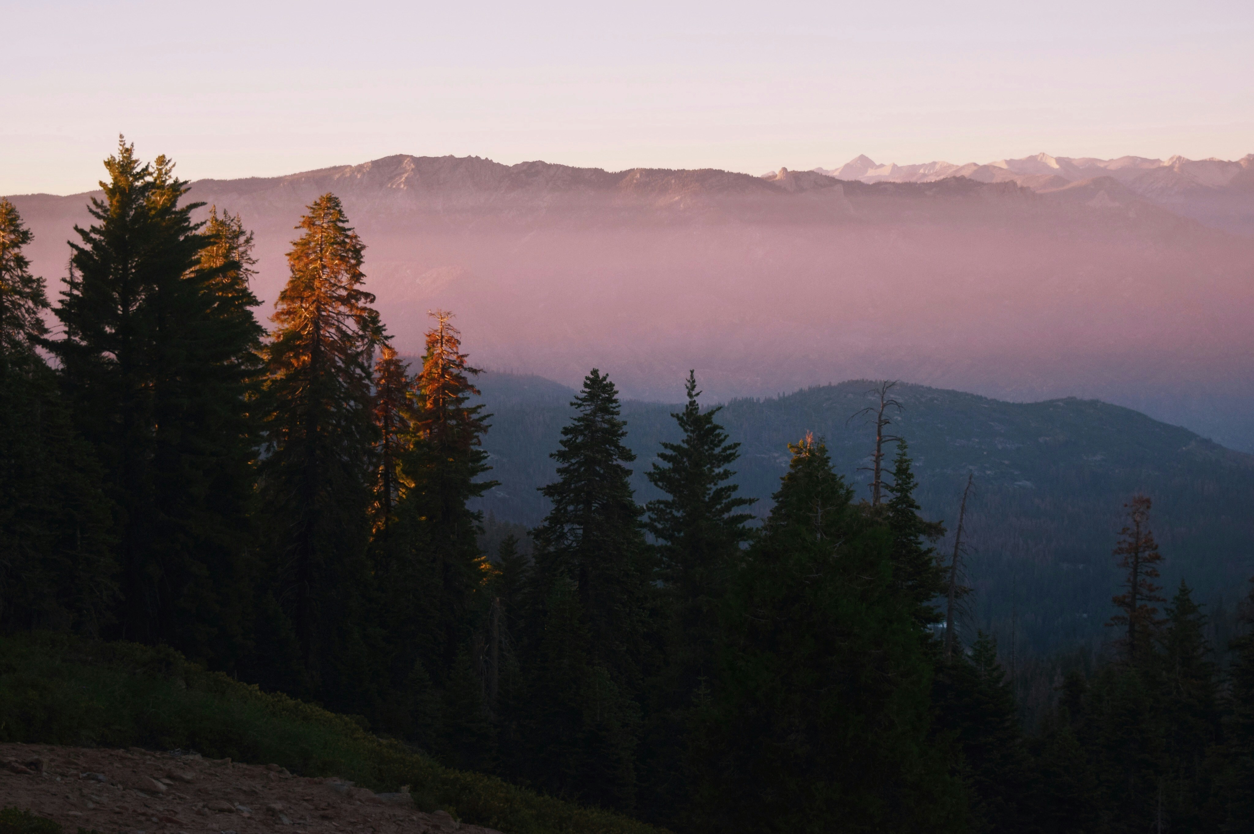 Golden sunlight filters through towering conifers, revealing a misty valley at dawn, with distant mountains shrouded in soft hues.