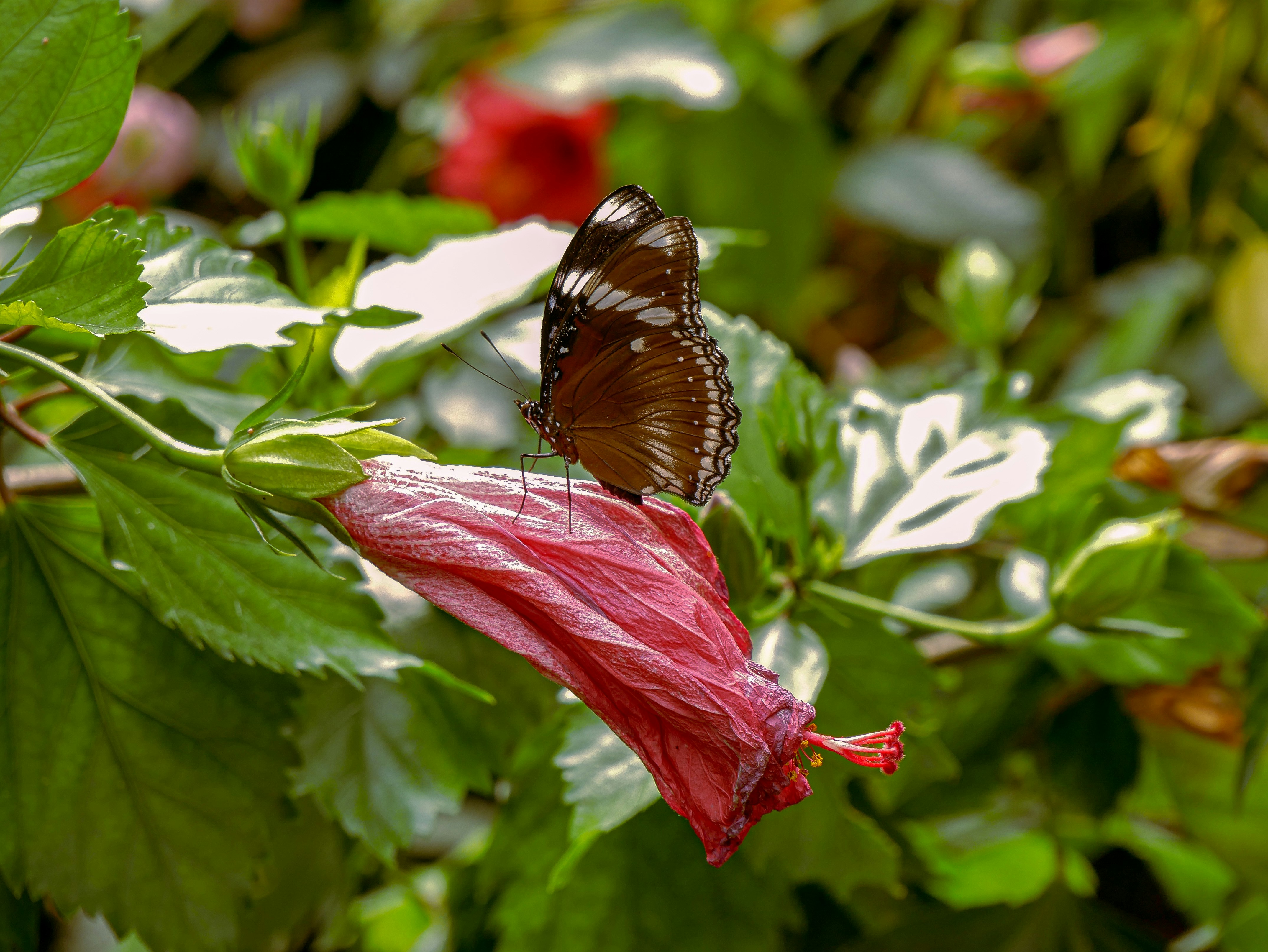 A Great Eggfly sitting on top of a flower. ZSL London Zoo, July 2021
