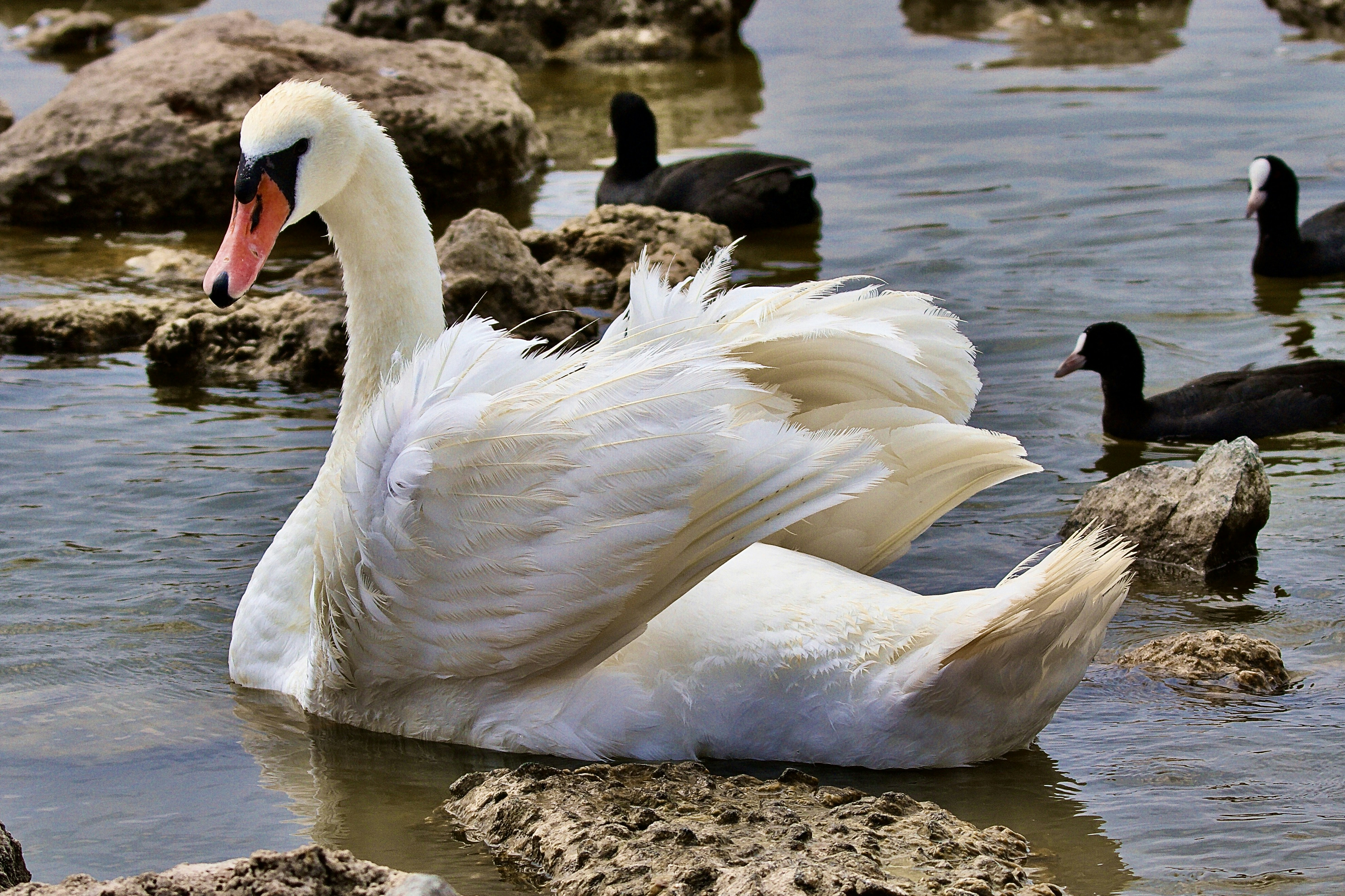 White Swan in a Rock-Strewn Channel: Quiet Poise Amid Dark Ripples