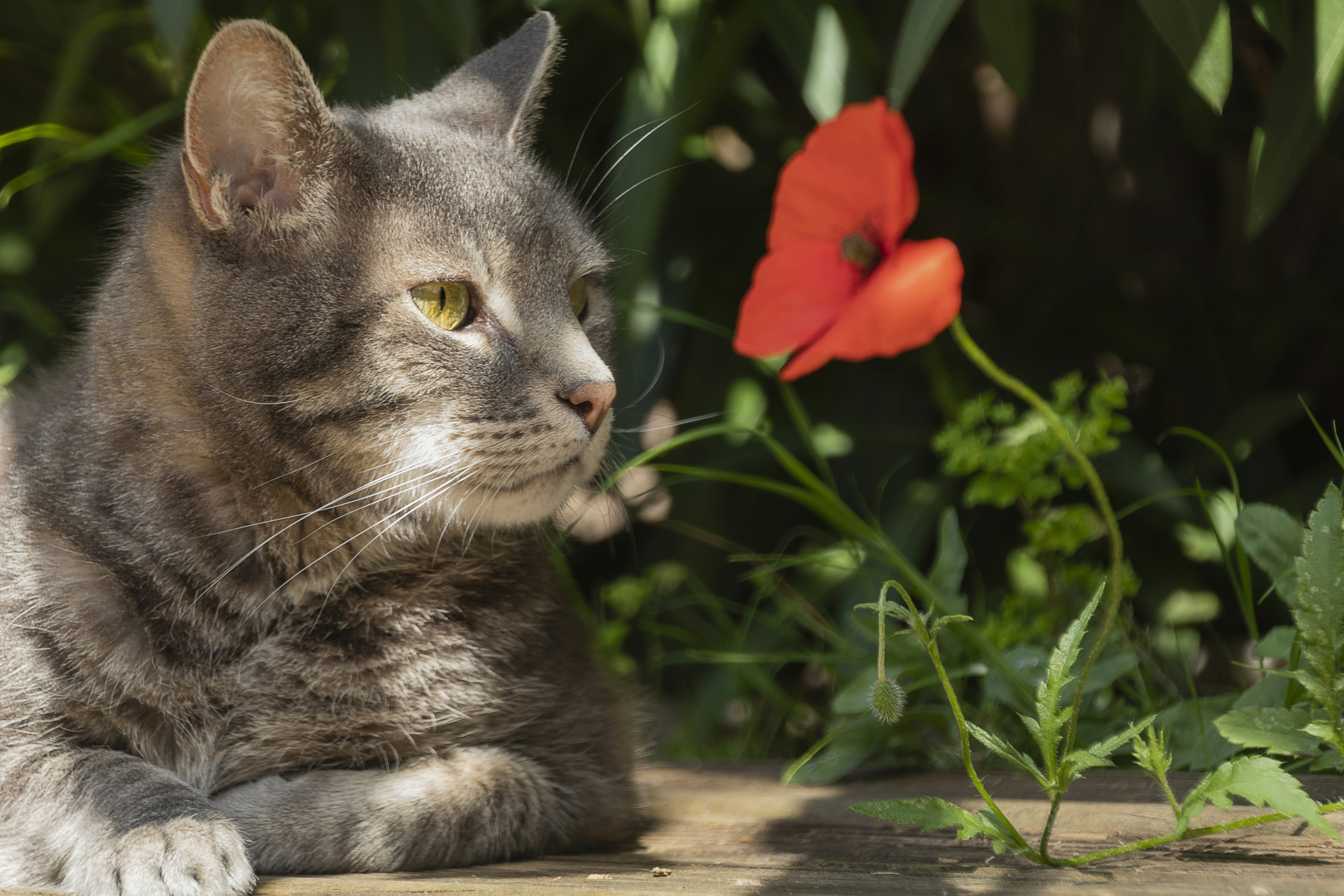 Whiskers in Dappled Light: A Grey Tabby Beside a Scarlet Poppy