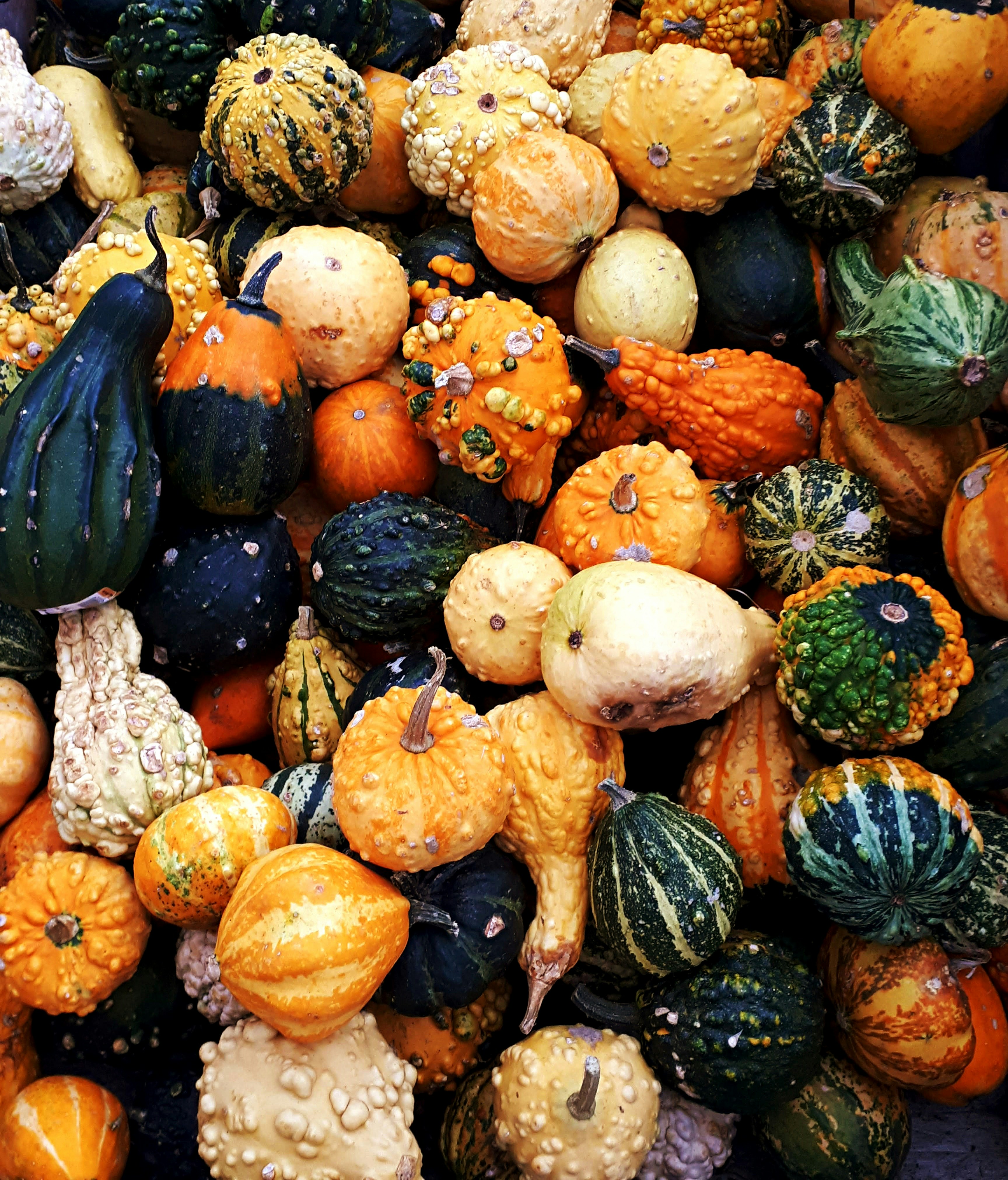 A pile of different colored gourds sitting next to each other photo ...
