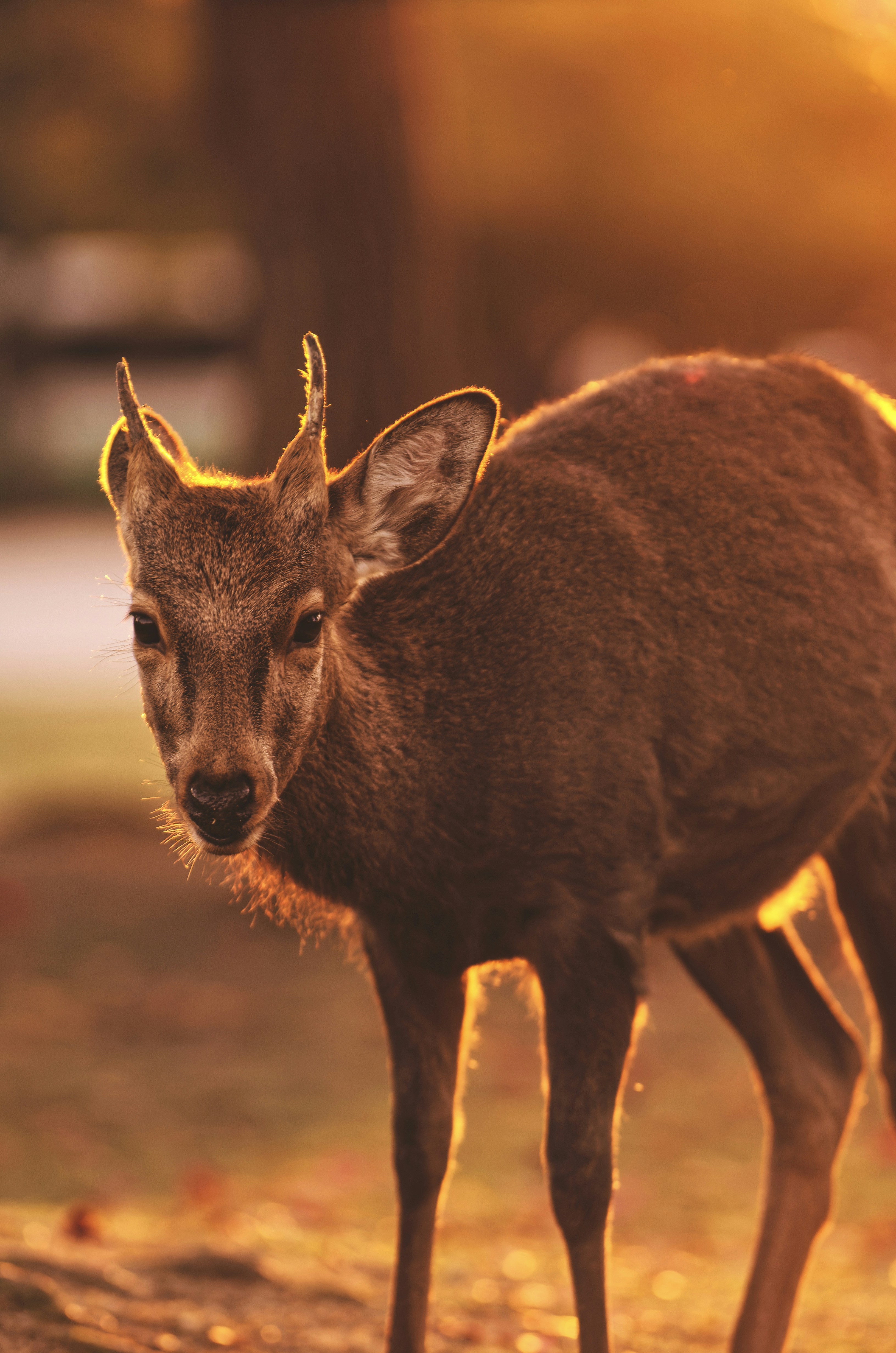 a small deer standing on top of a grass covered fieldTakashi Miyazaki