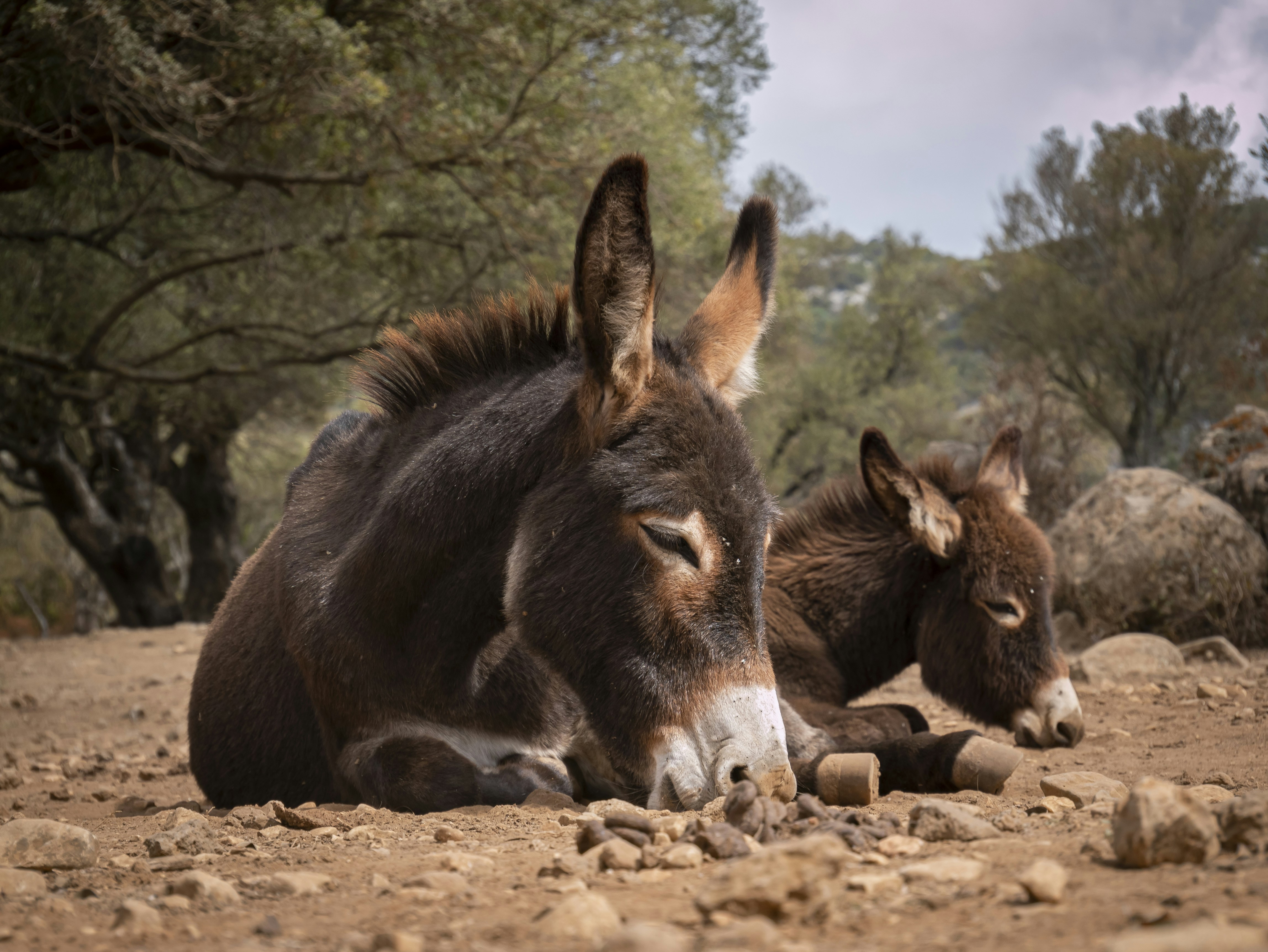 Two donkeys laying down on a rocky ground photo – Free Cala goloritzé ...