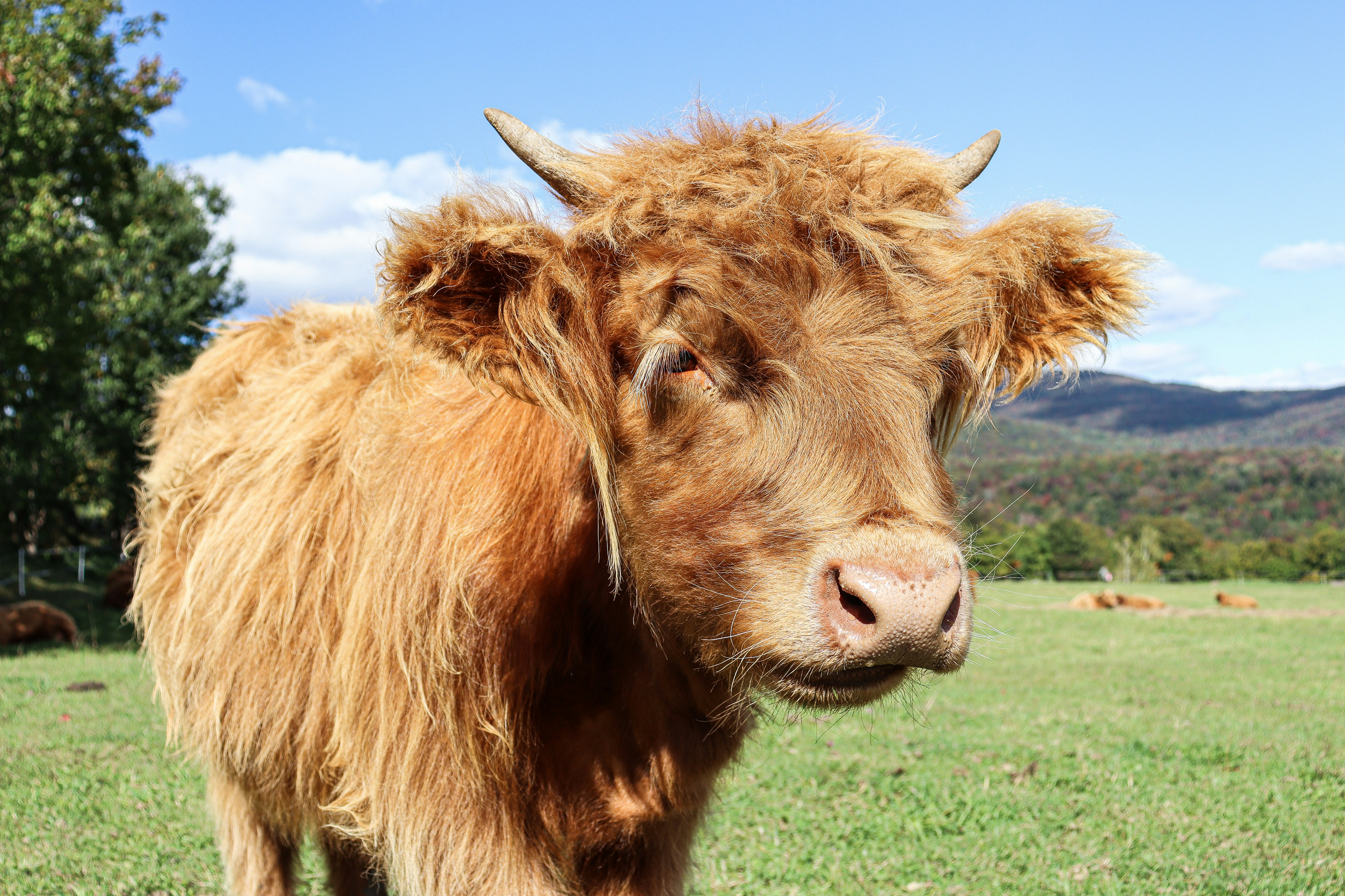Shaggy Highland cow standing on lush green field under clear blue sky.