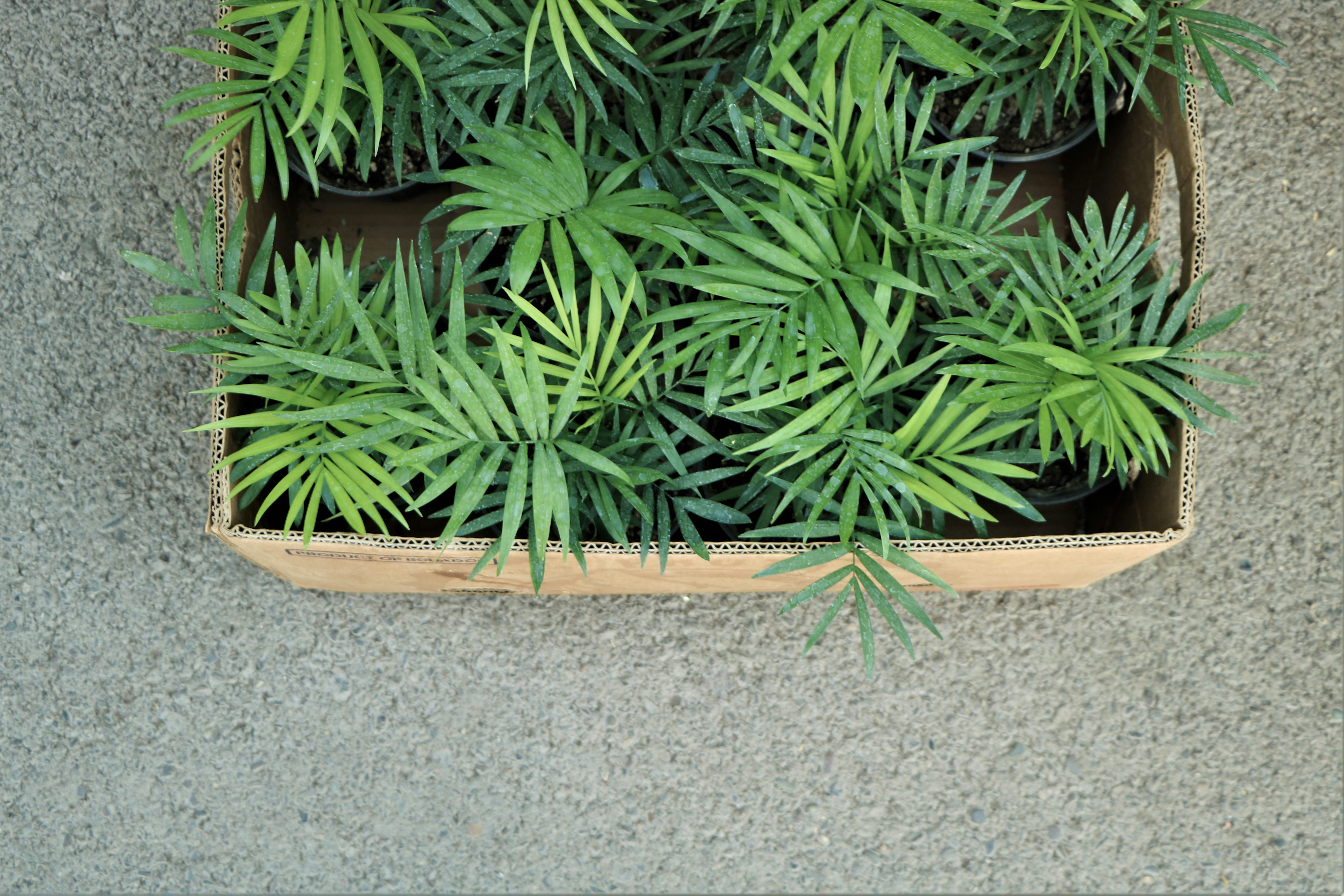 a box filled with lots of green plants