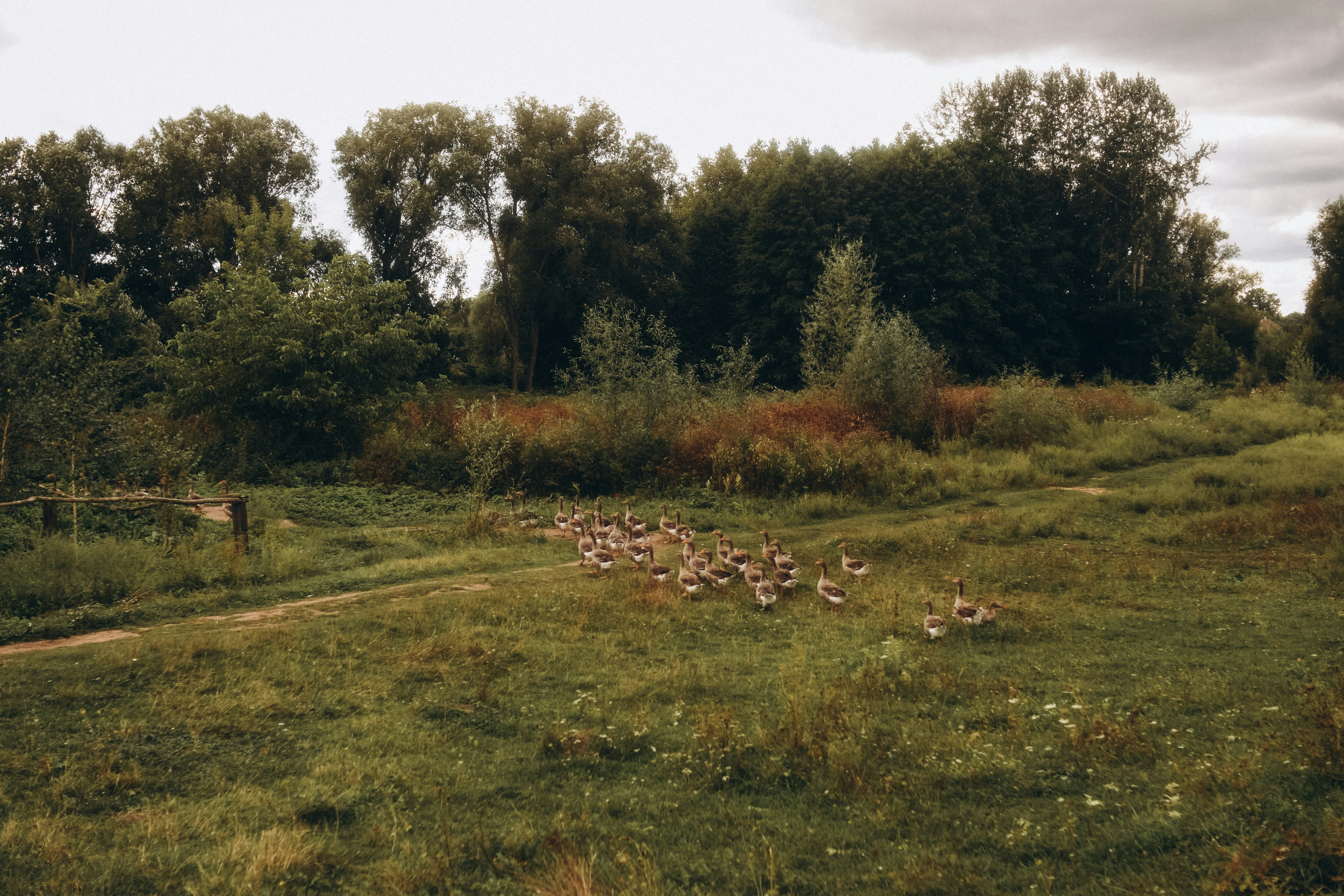 a flock of birds walking across a lush green field