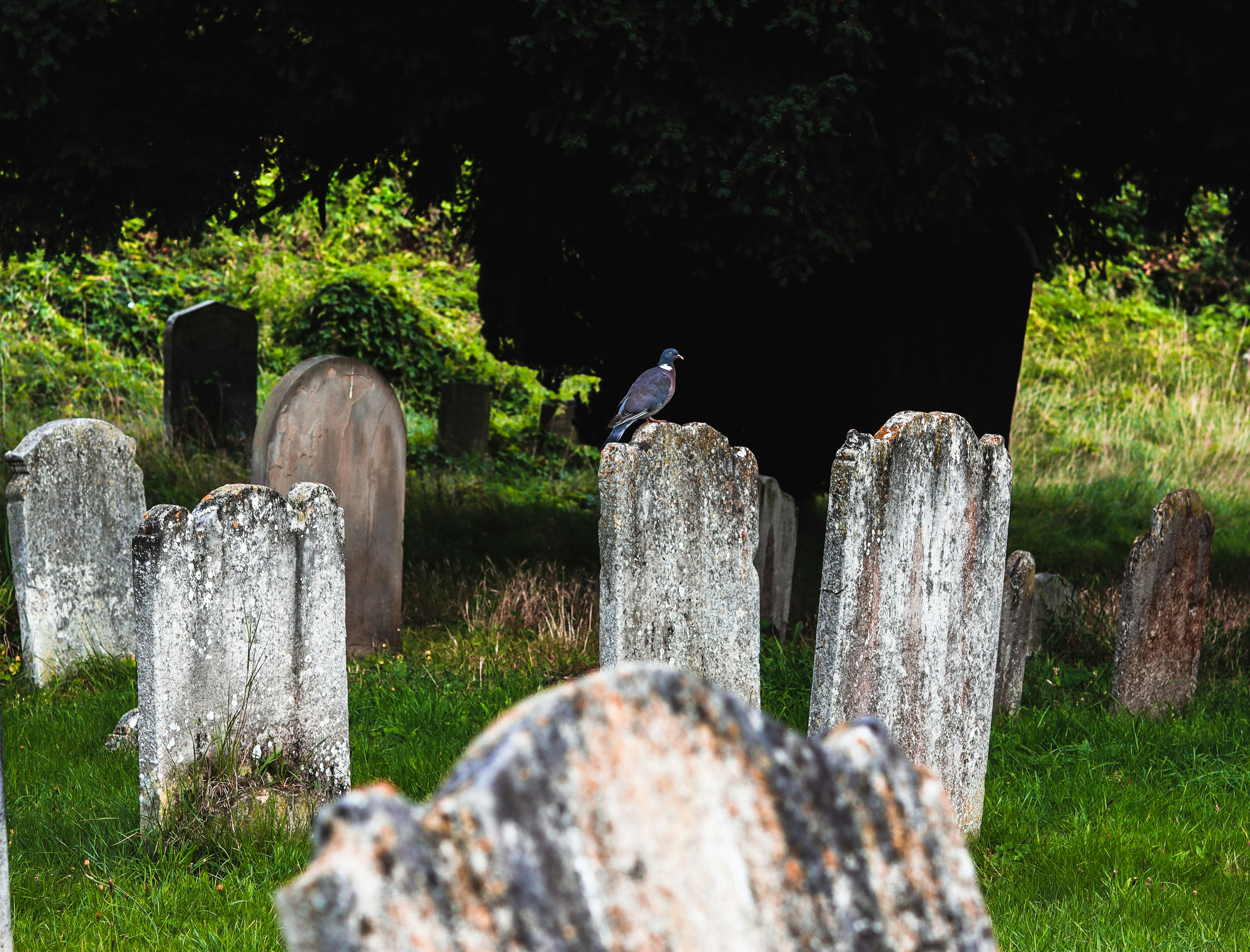 A bird is sitting on the headstones of a cemetery photo – Free Eltham ...