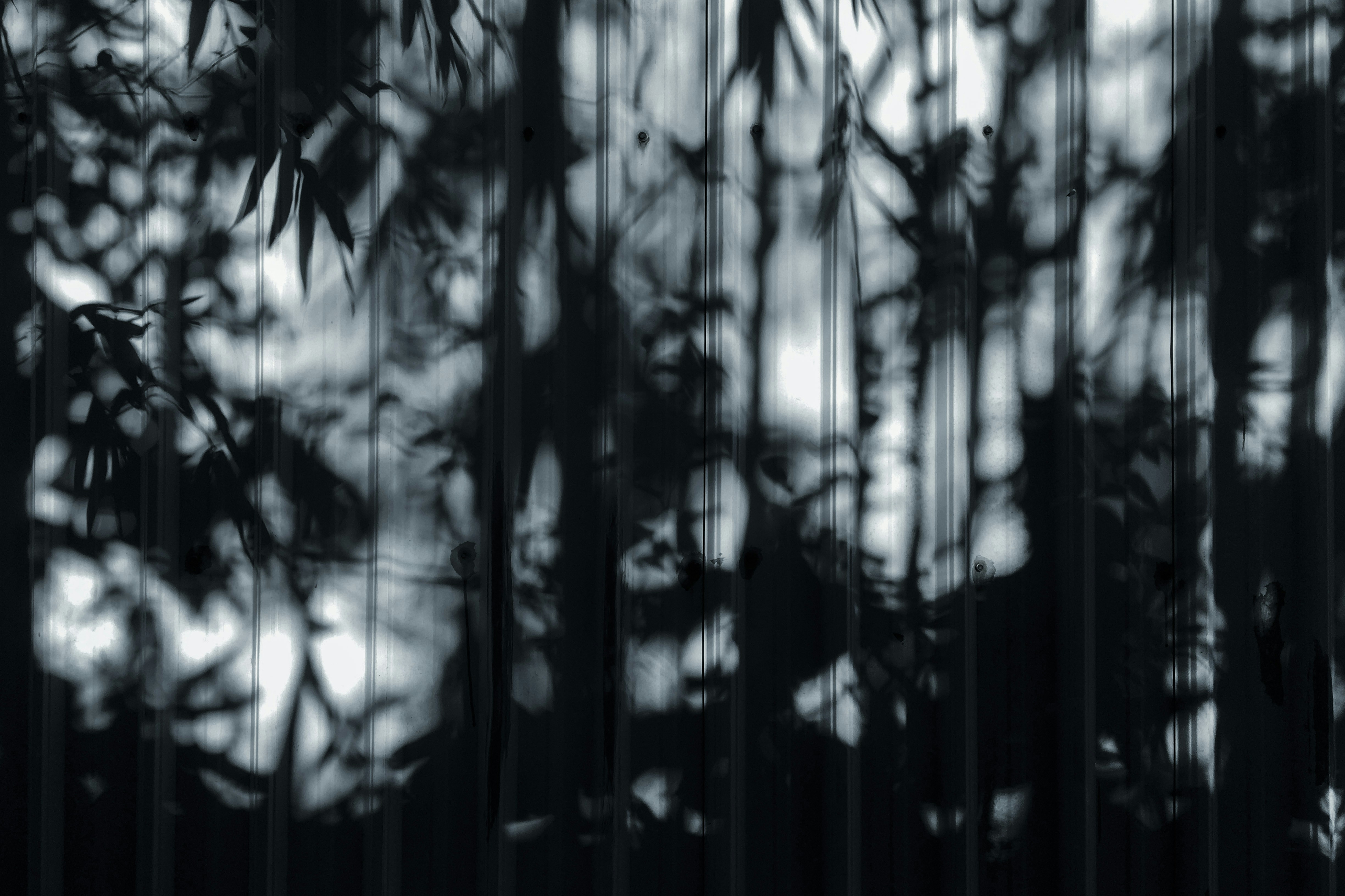 Intricate shadows of bamboo leaves play against a textured surface, creating a serene interplay of light and dark.