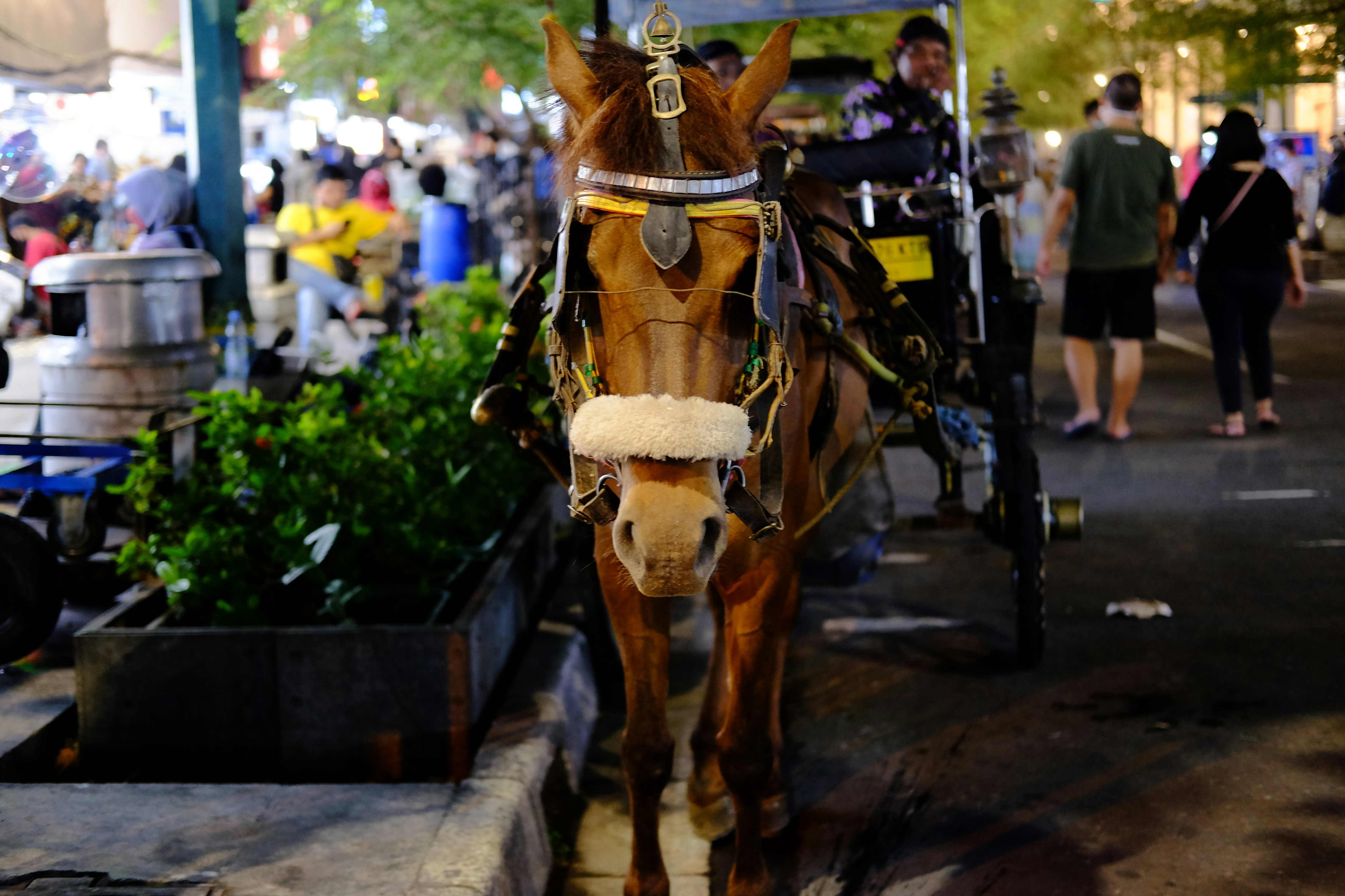 Front-Center Gaze: A Carriage Horse in a Bustling Street Market