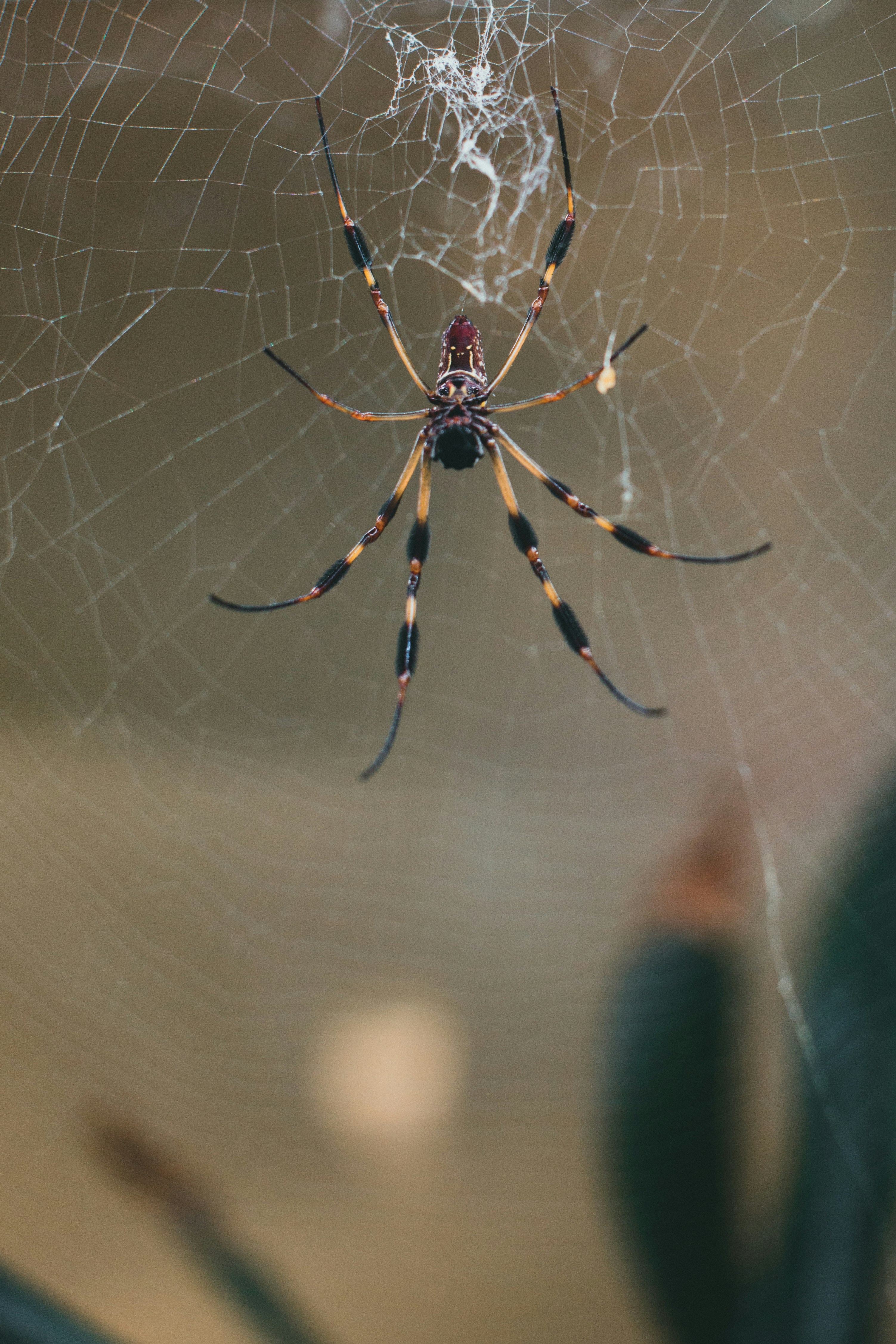 A golden orb-weaver spider suspended in its delicate web, showcasing intricate patterns against a blurred background. The scene highlights the spider's striking coloration and craftsmanship.