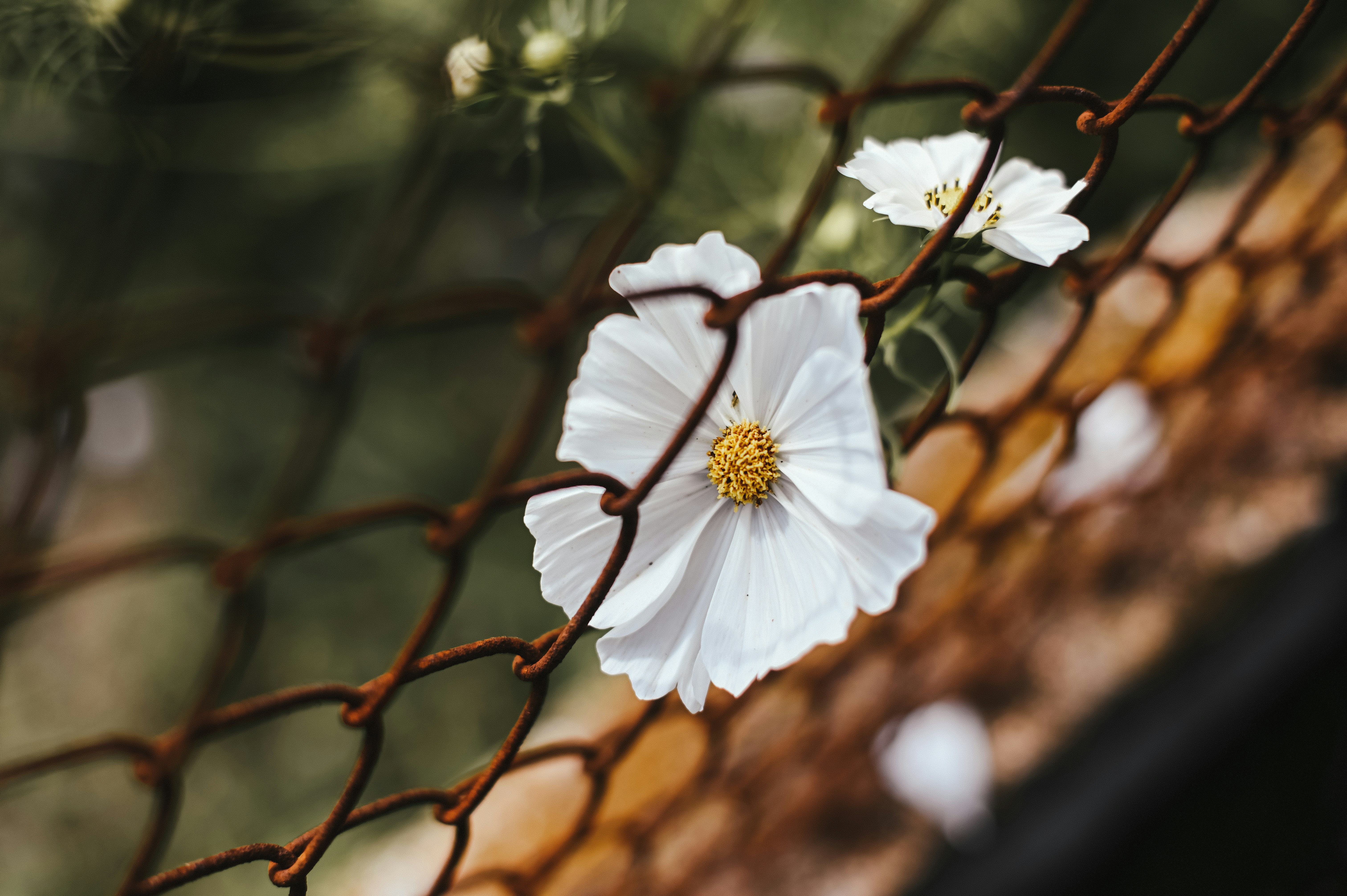White blossom against rusted chain-link with soft bokeh