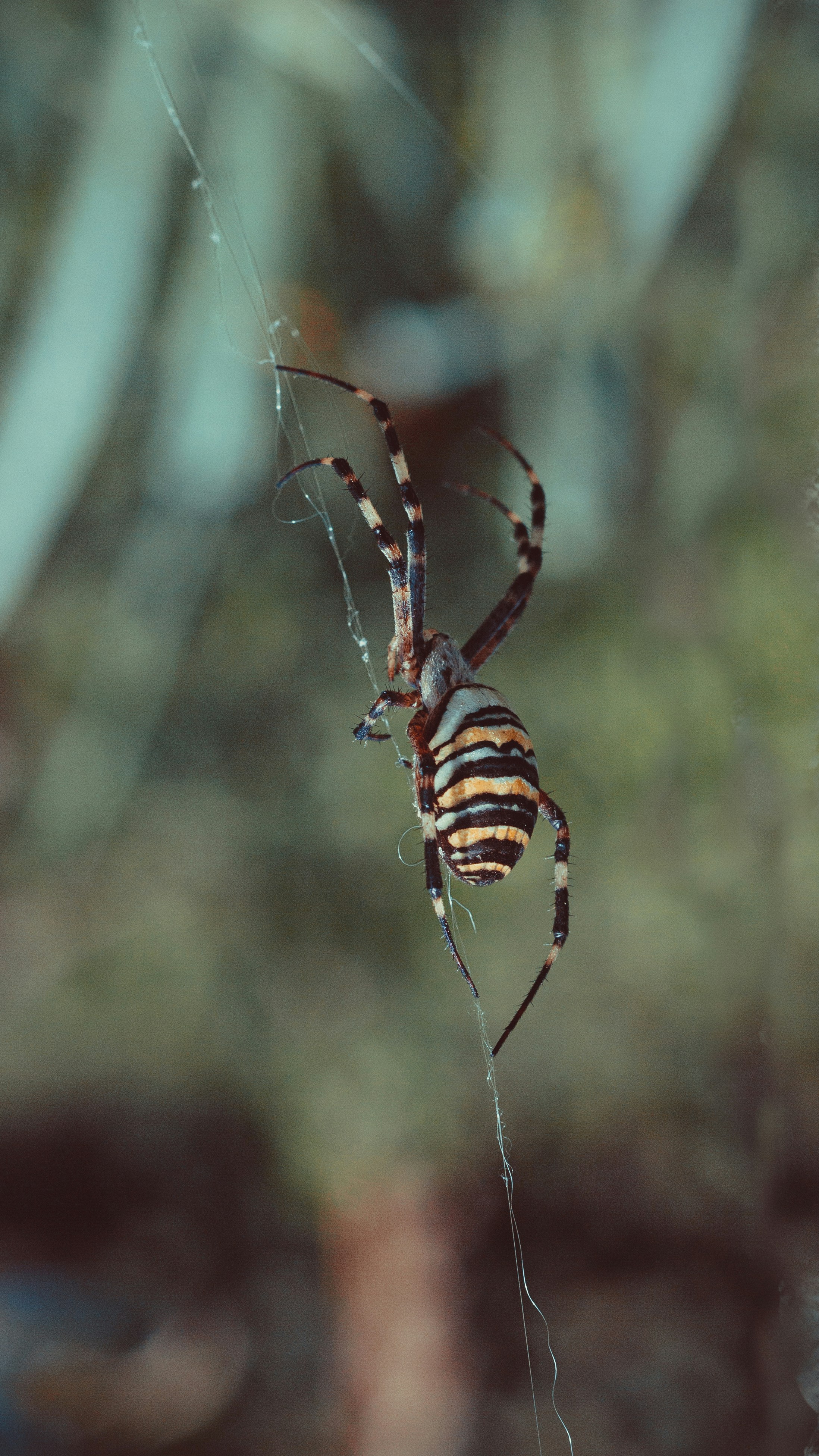 Silk Sentinel: A Striped Orb-Weaver Clinging to Delicate Threads