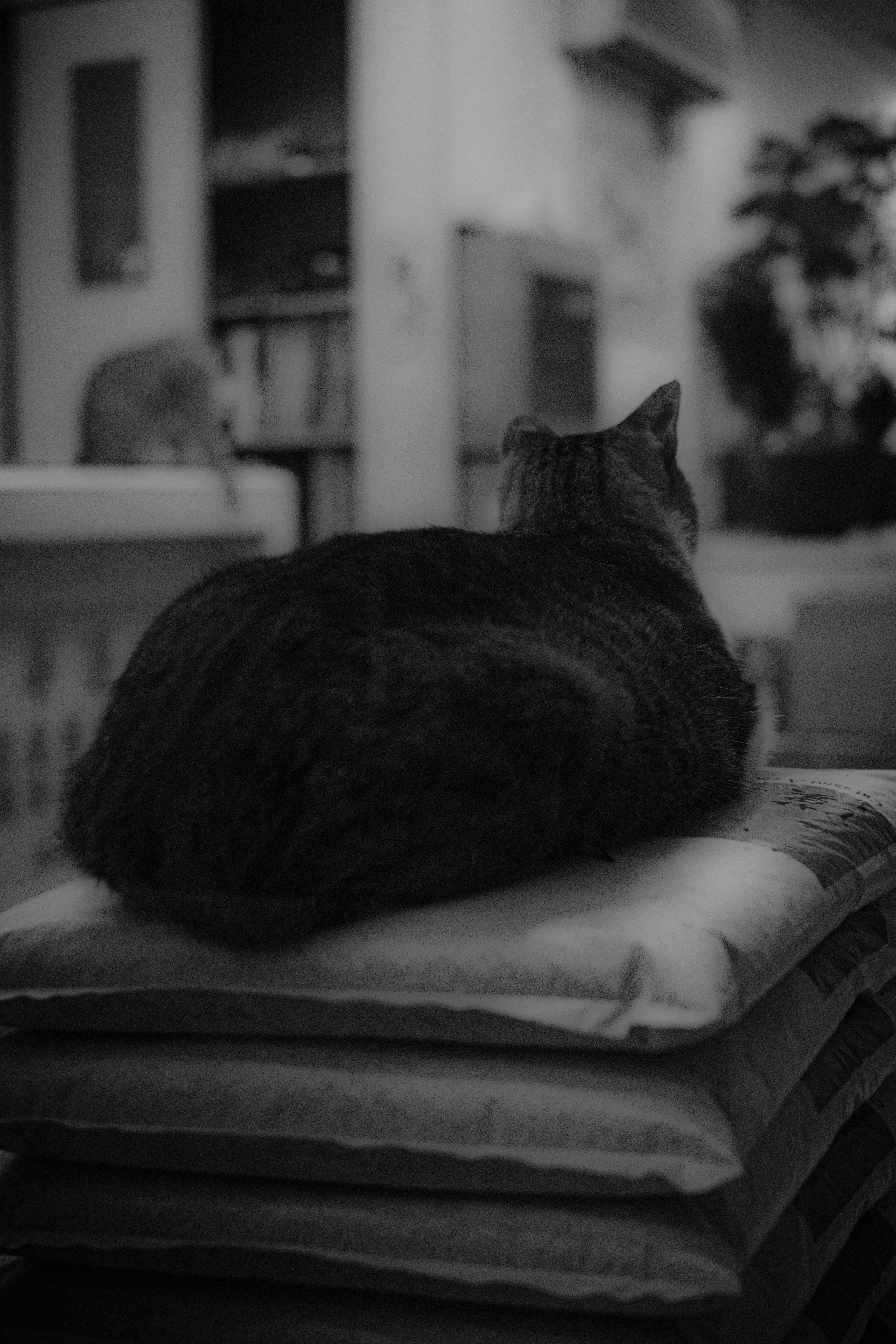A tabby cat rests peacefully atop a stack of cushions in a cozy indoor setting, with soft lighting creating a tranquil atmosphere.