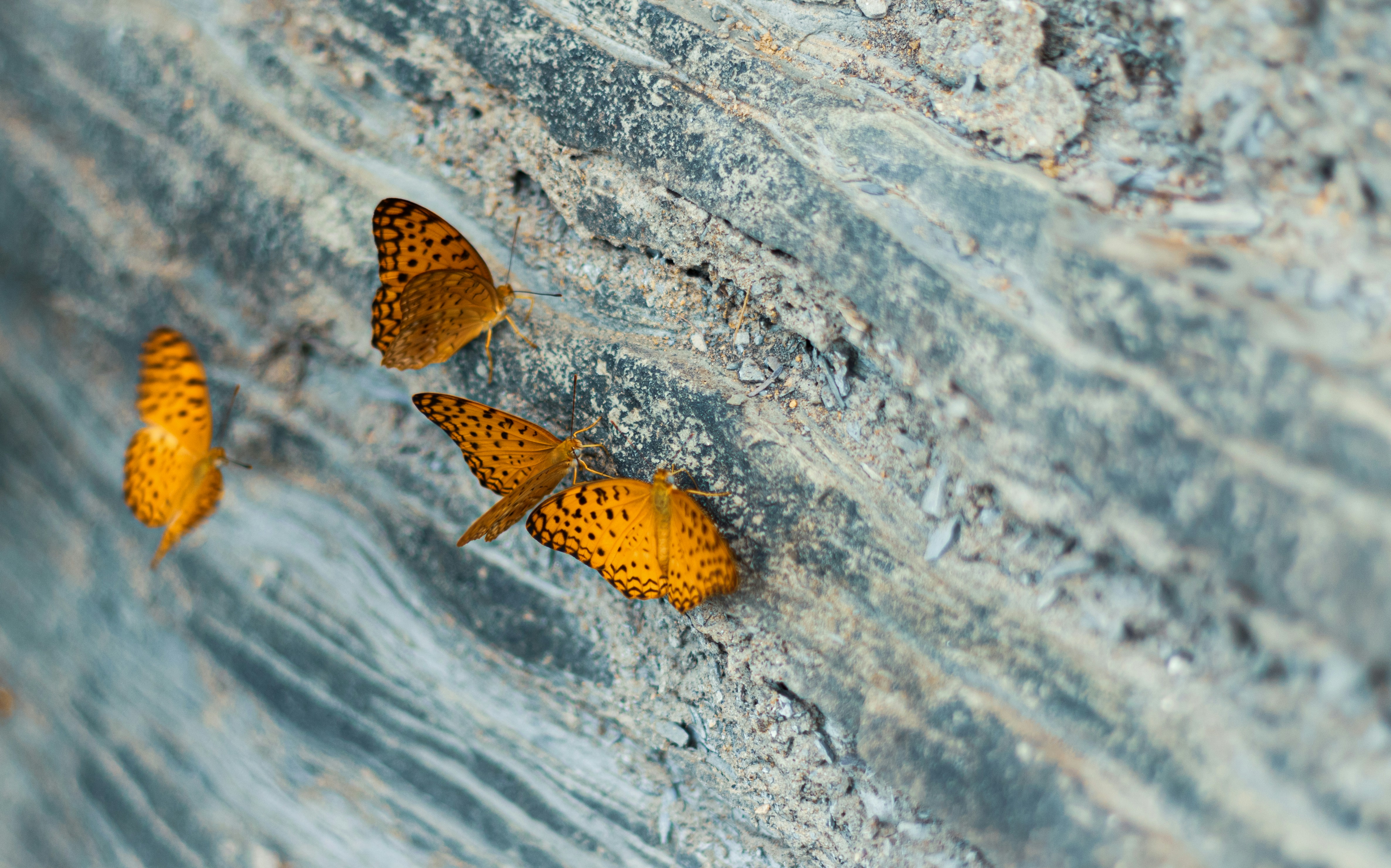 a group of butterflies sitting on a rock