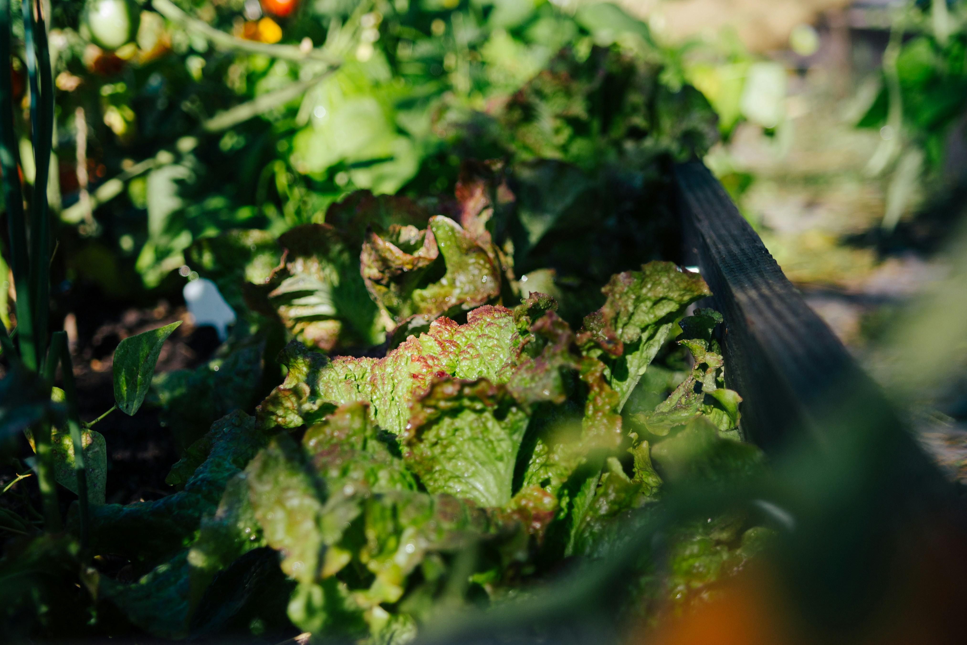Lush green lettuce leaves thriving in a garden bed, surrounded by vibrant plants and a wooden border.
