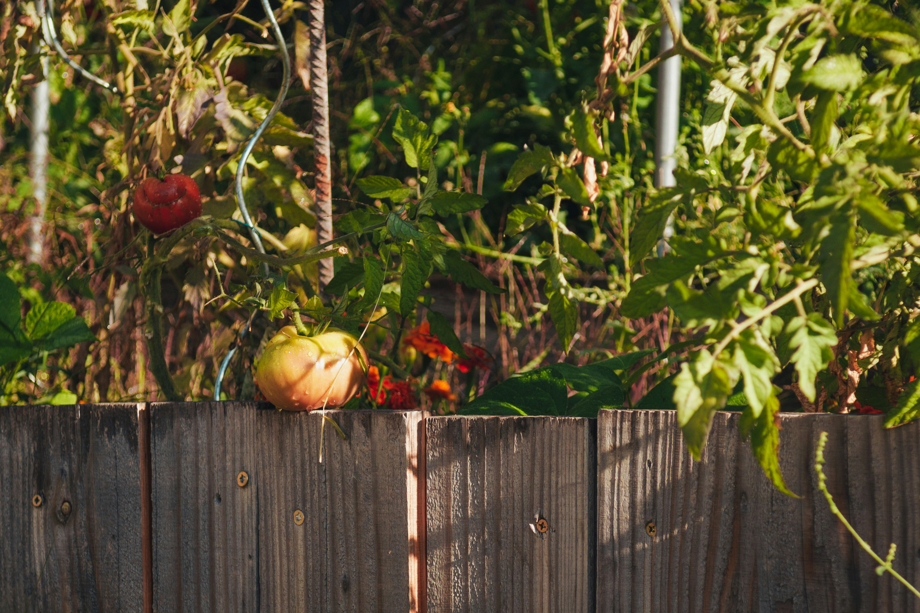 Ripe tomatoes nestled among lush green foliage, with a rustic wooden fence framing the vibrant garden scene.