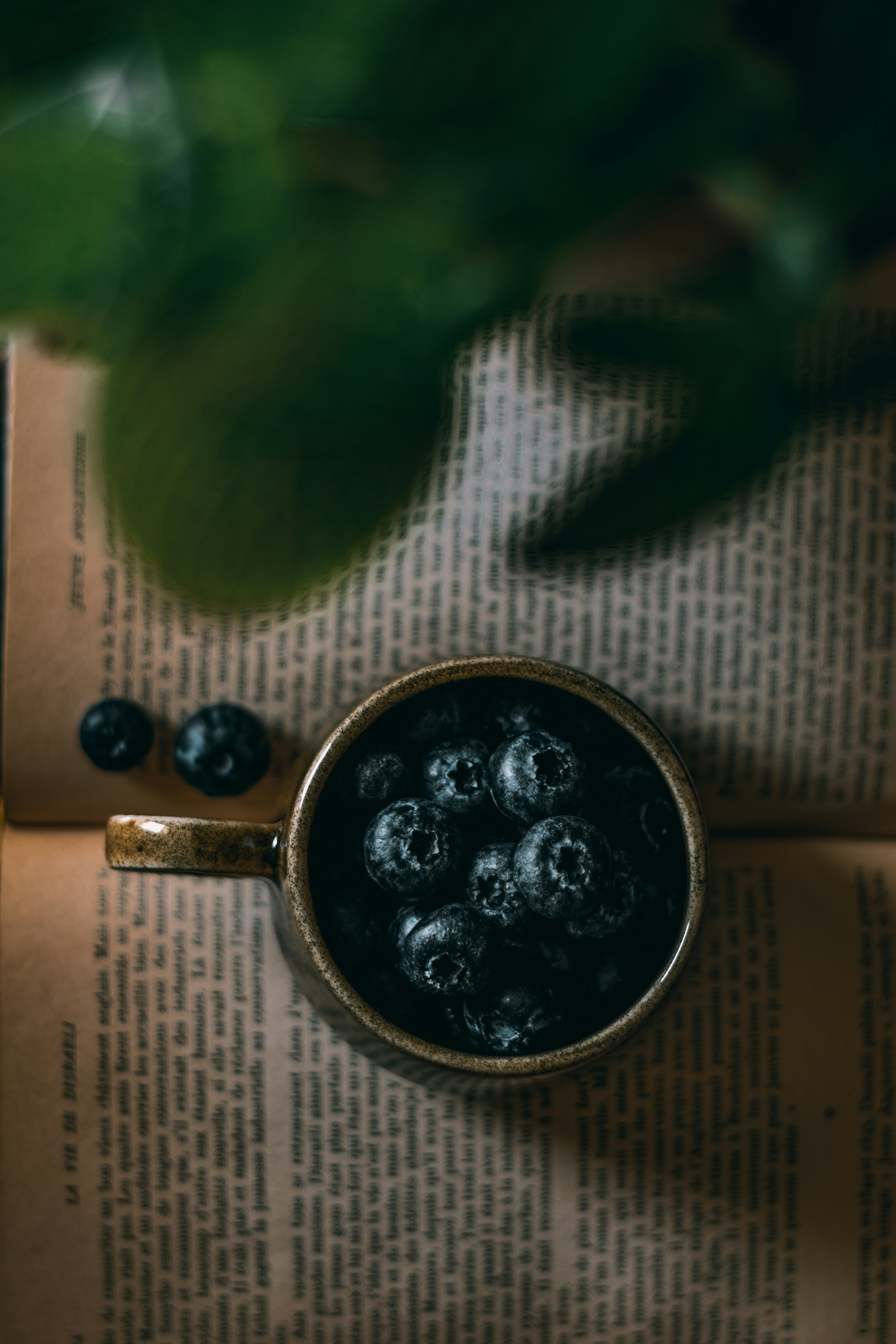 Ceramic cup filled with fresh blueberries placed on an open book, surrounded by green foliage.