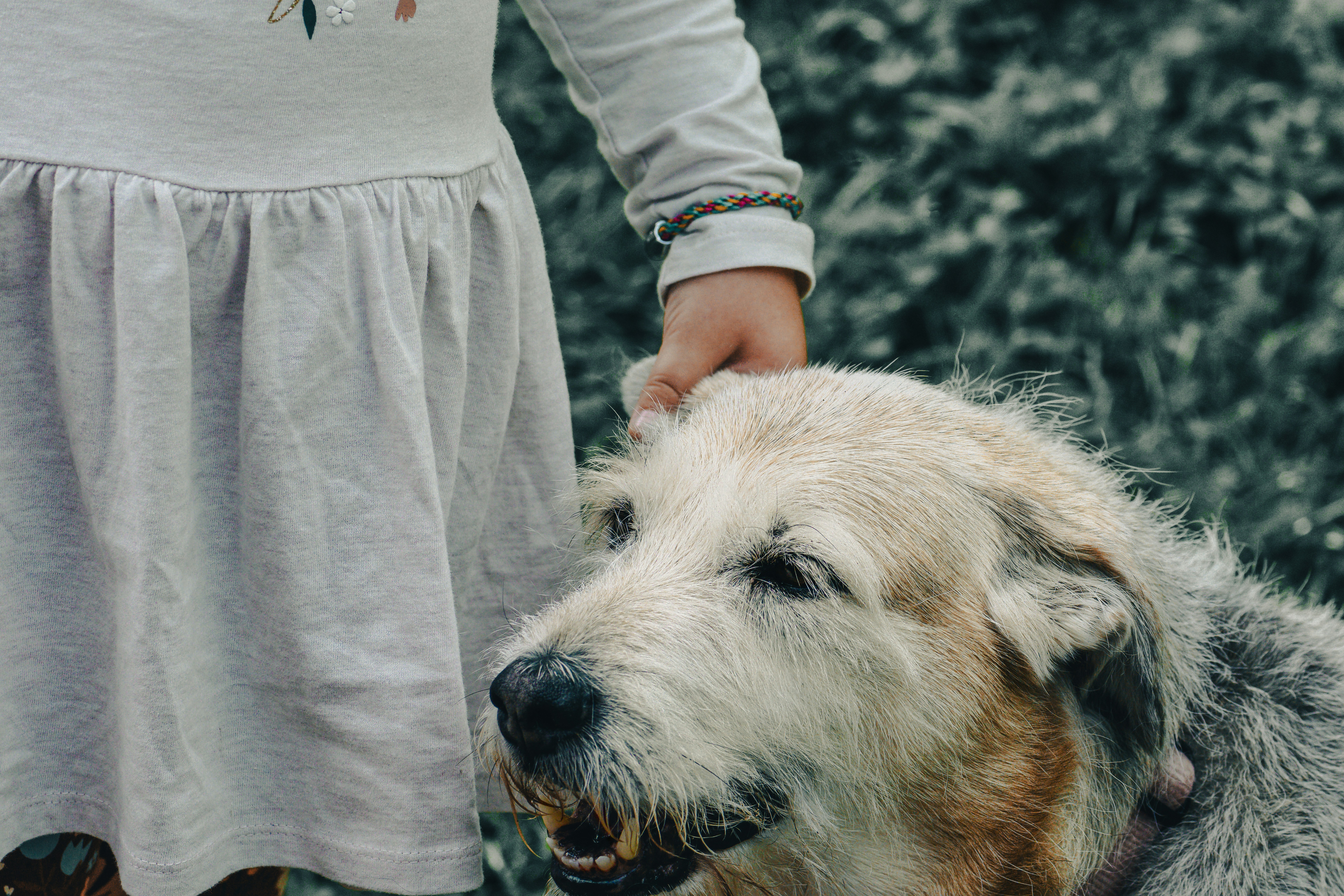 A person petting a dog on the head photo – Free Tierliebe Image on Unsplash