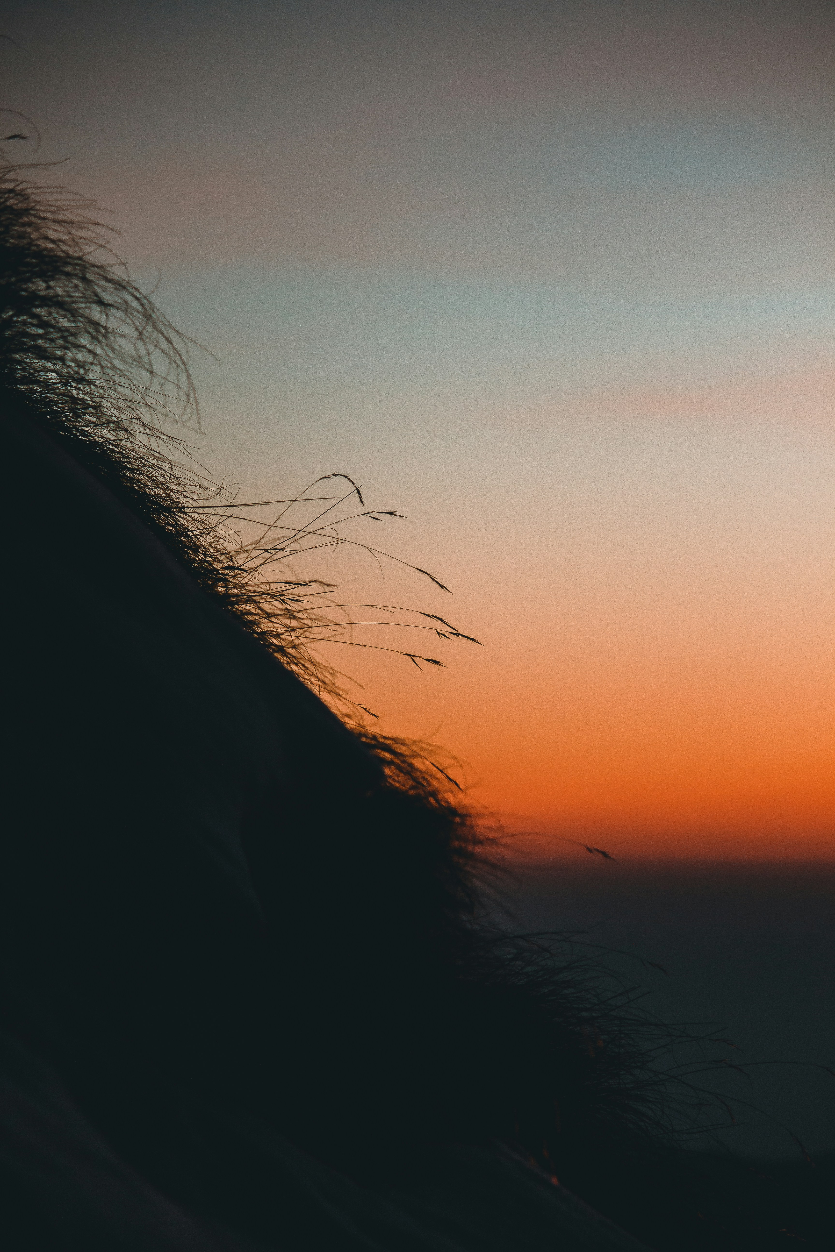 Twilight Sigh on the Dune: Silhouetted Beach Grass at Sunset