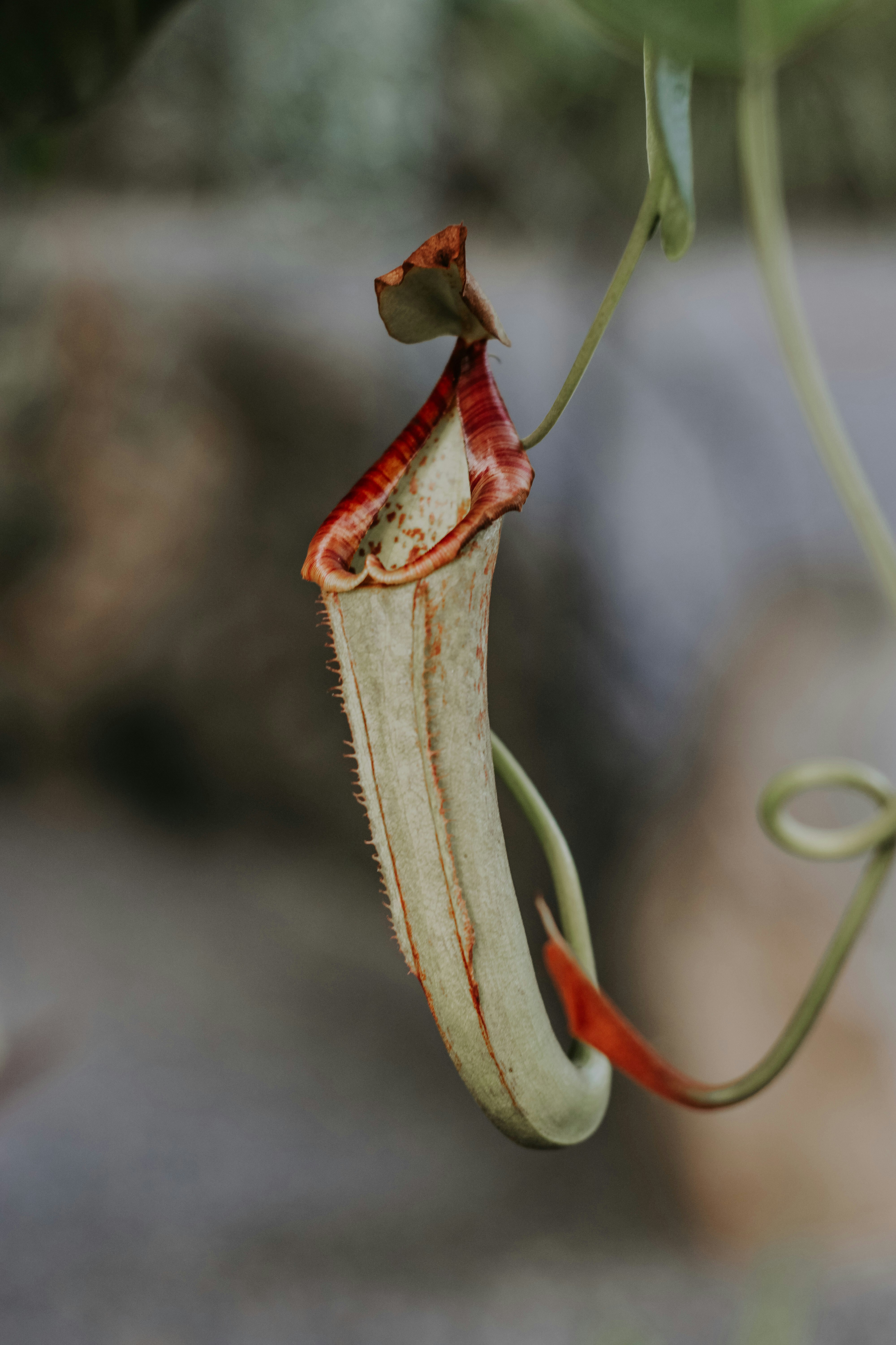 a close up of a flower on a plant