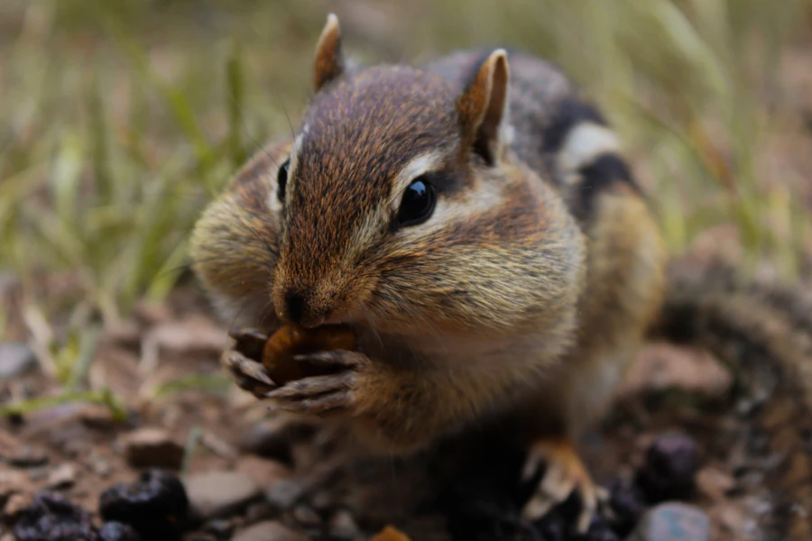 Close-up of a chipmunk crouched on the ground holding food in its paws, with soft grass blurred in the background.