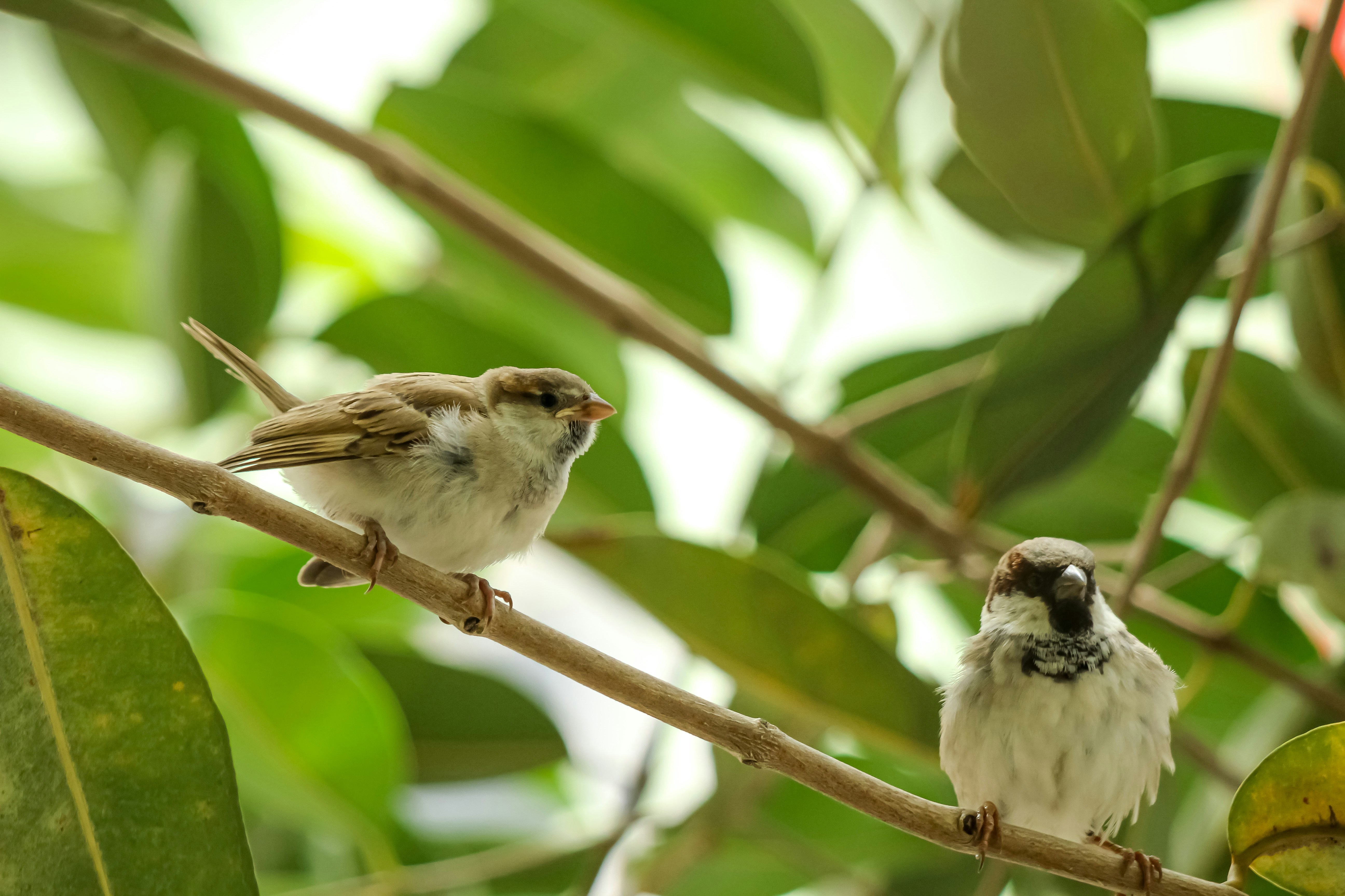 Couple of sparrow sitting on electric wire in the city