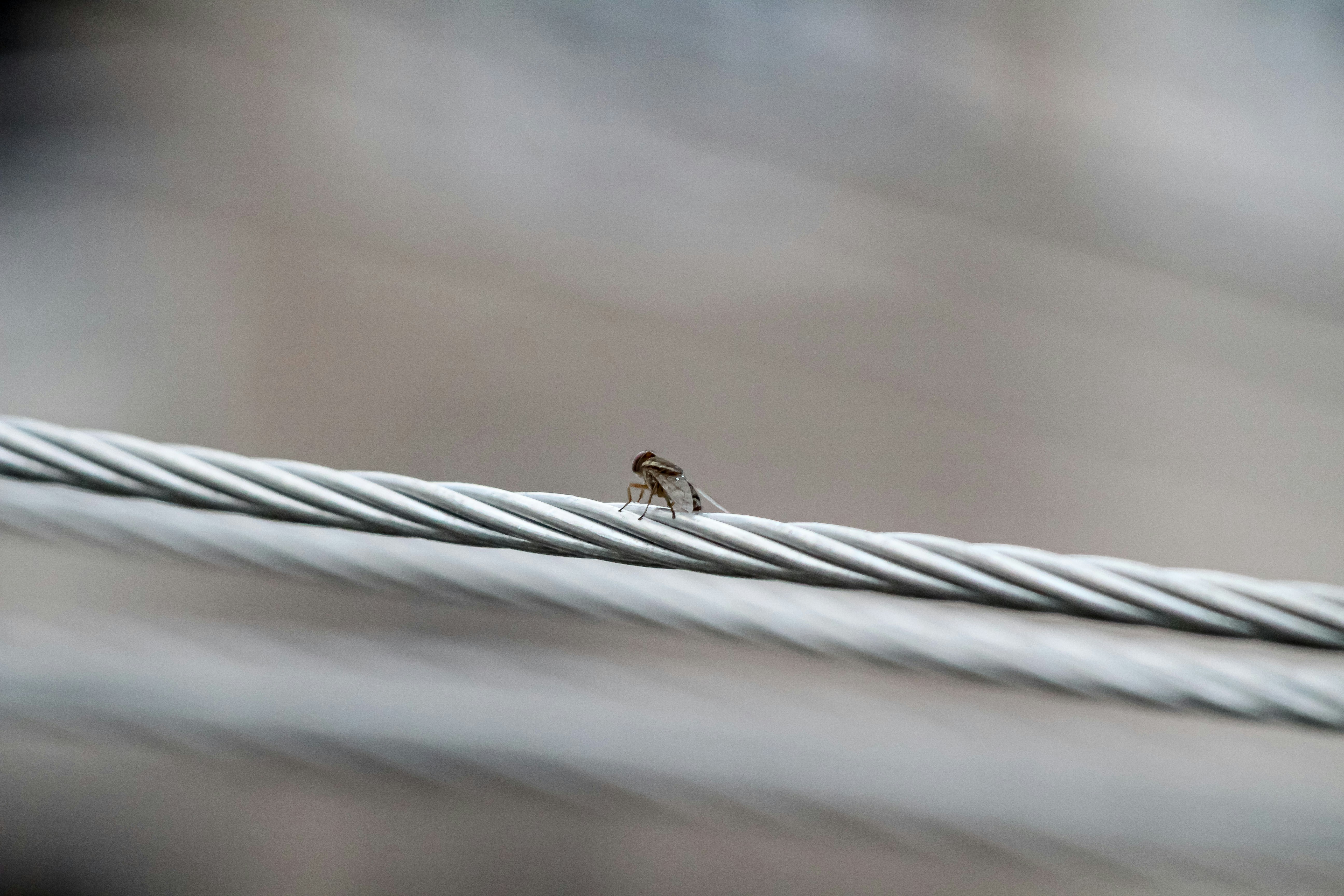Tiny Hopper on a Weathered Wire: A Quiet Moment in Soft Focus