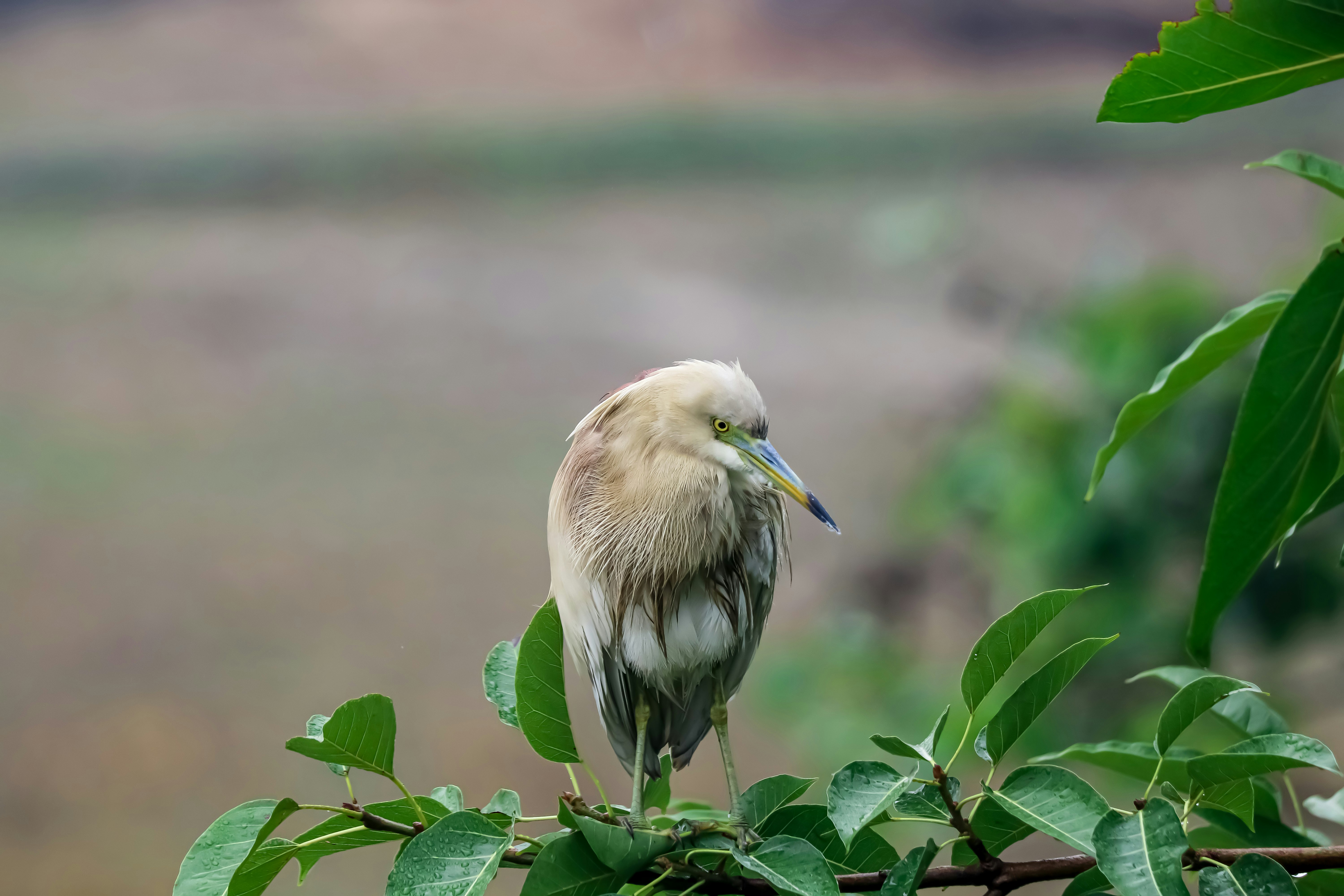 A heron perched gracefully among lush green leaves, showcasing its striking plumage and poised demeanor.