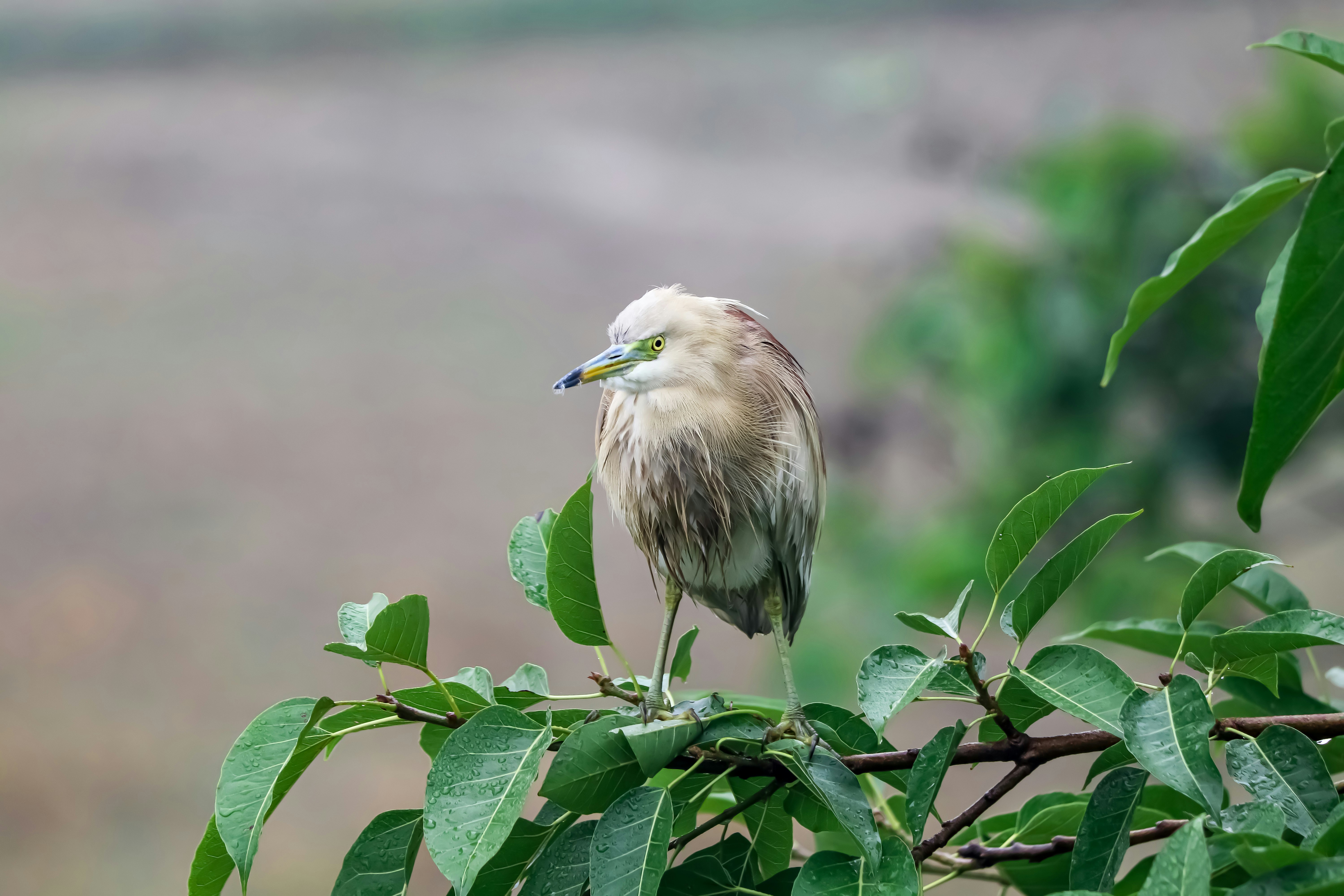 a bird sitting on top of a tree branch